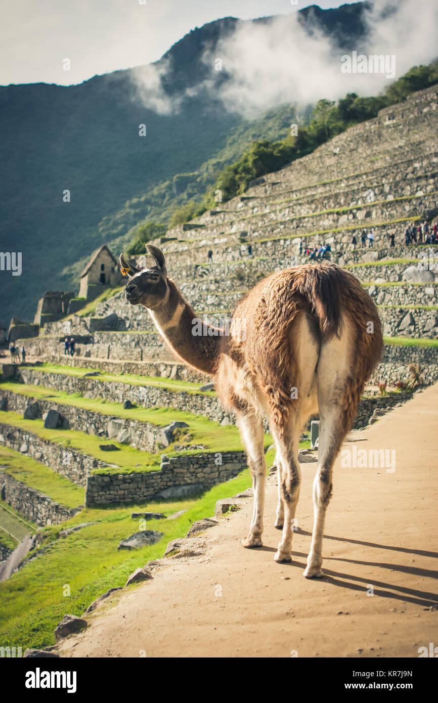 Llama viewed from behind in Machu Picchu, Cuzco, Peru Stock Photo - Alamy