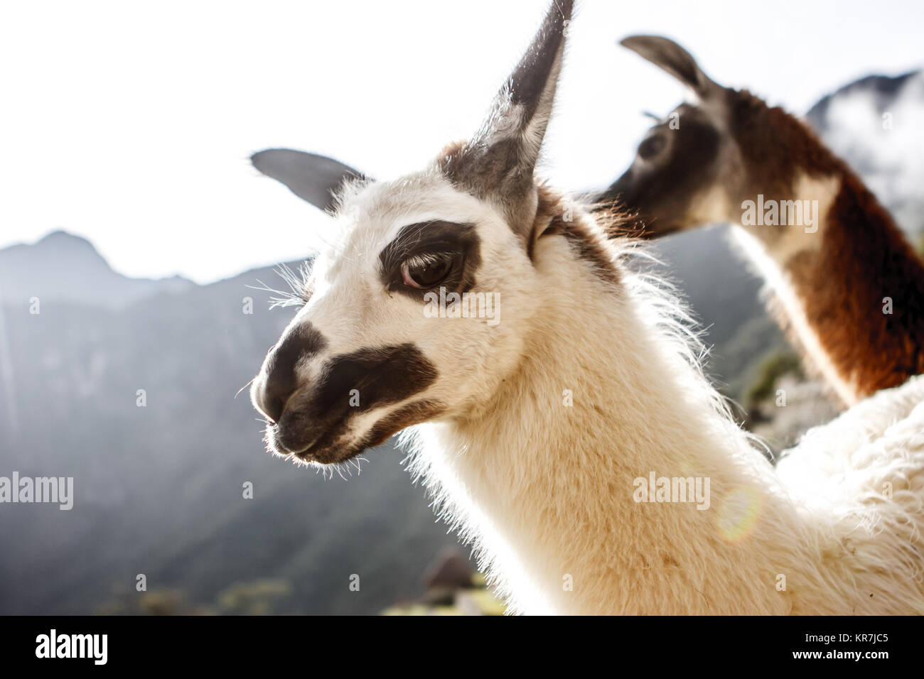 Peru llama hi-res stock photography and images - Alamy