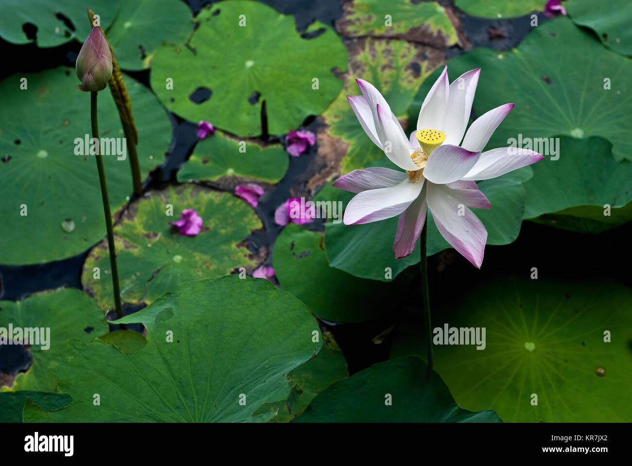 Lotus flower in a pond in the Mekong delta in Vietnam Stock Photo - Alamy