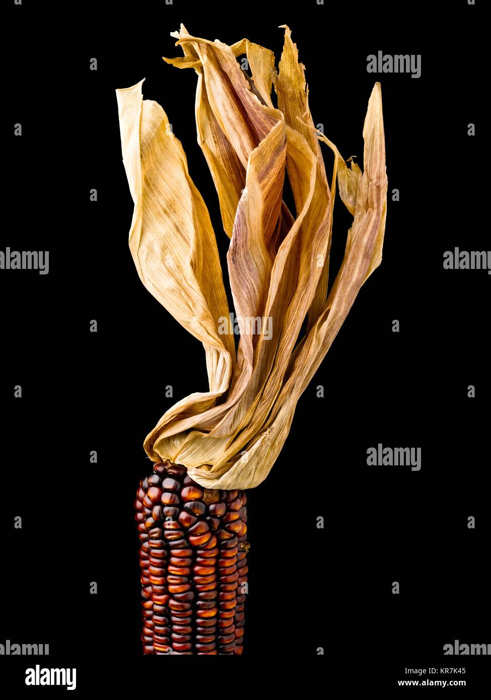 top of corn Stock Photo - Alamy