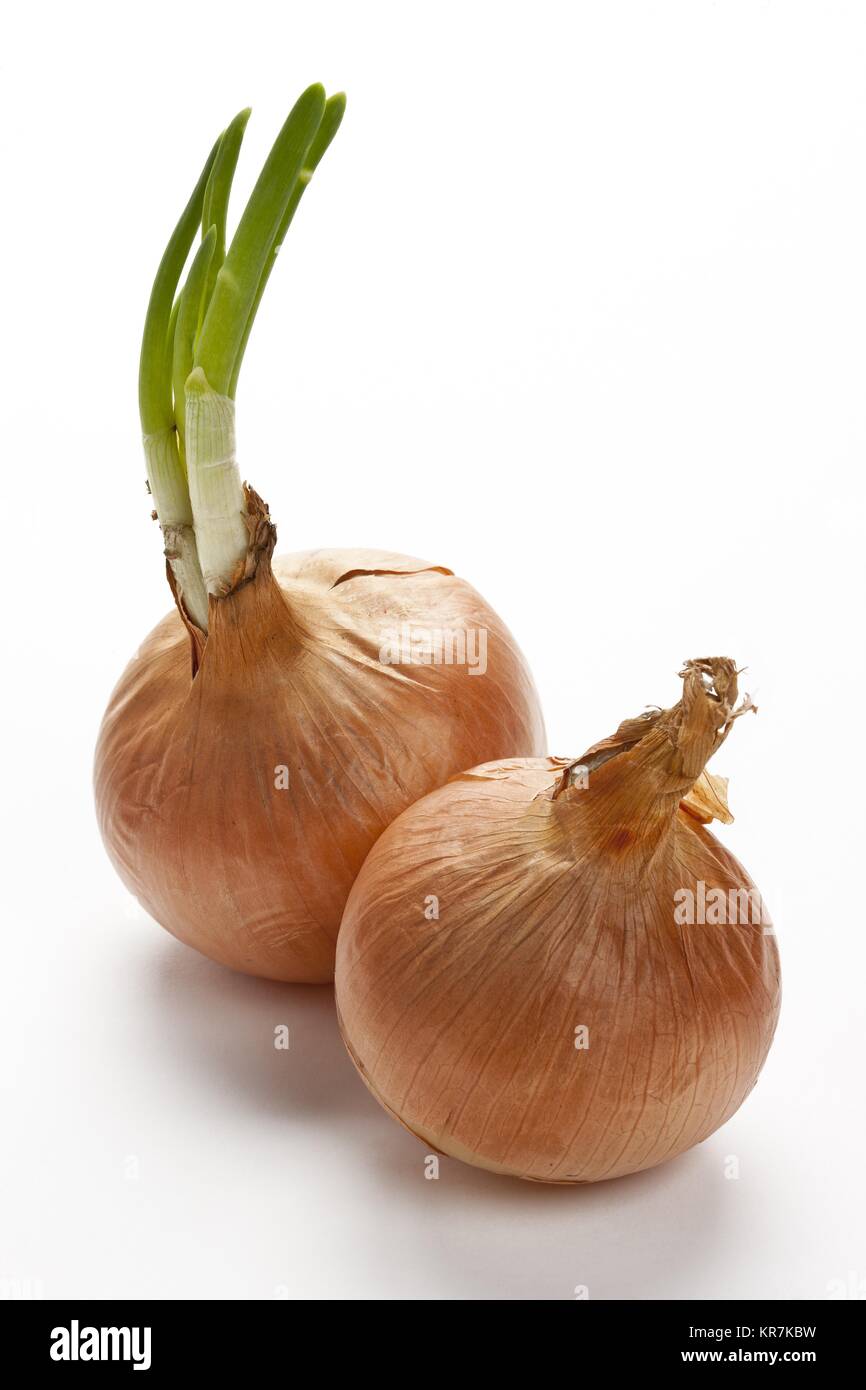 Onion bulb shoot hi-res stock photography and images - Alamy