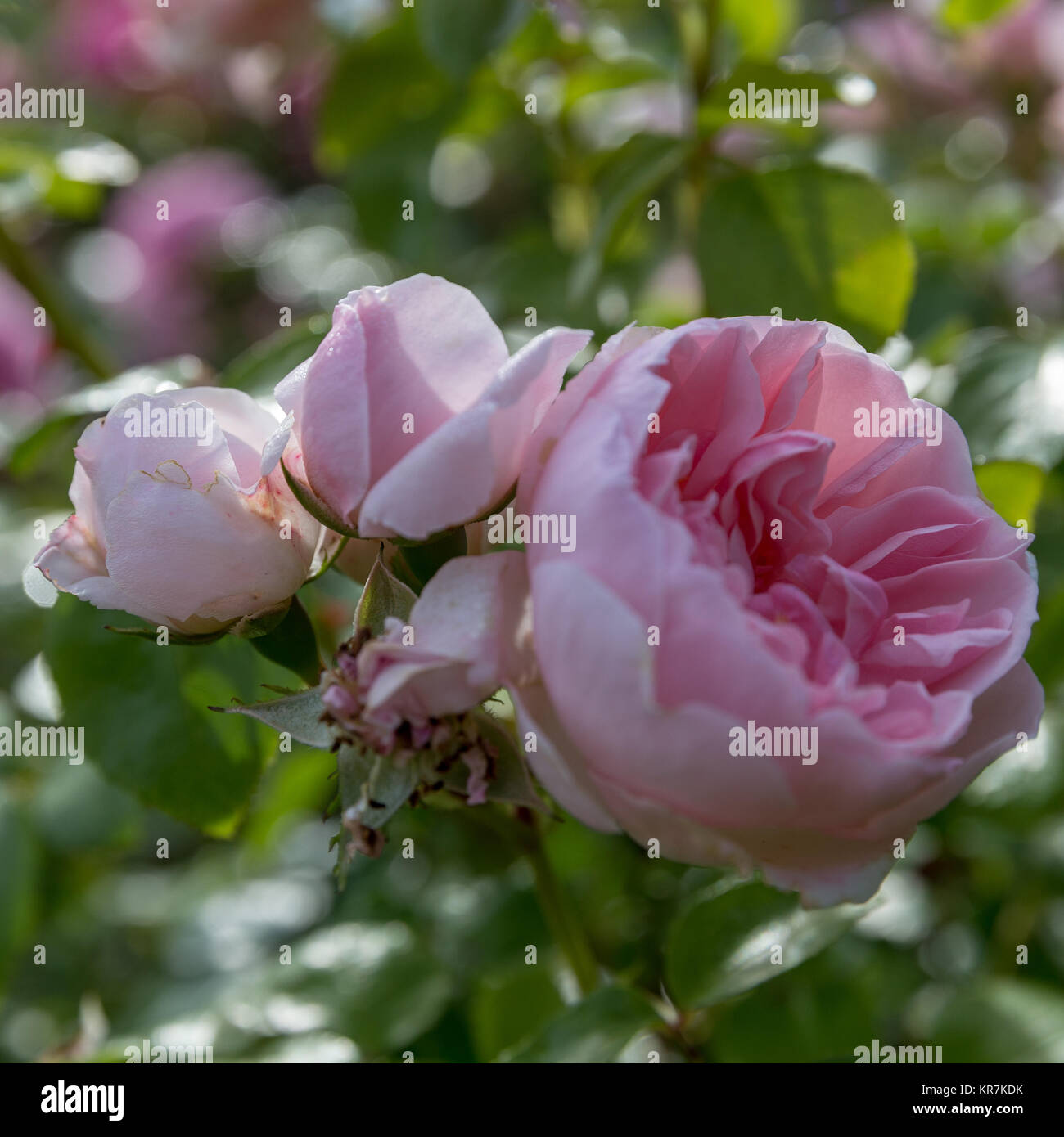 Beautiful light pink nostalgic rose in a garden. Modern Shrub rose ...