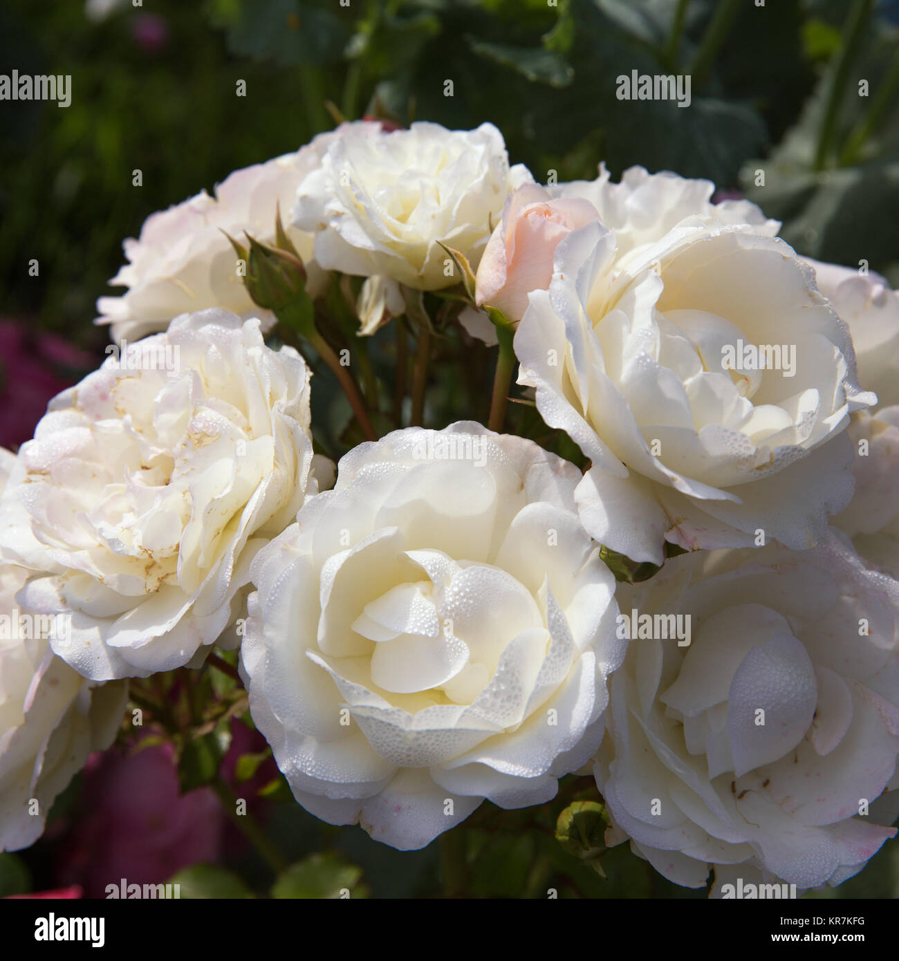 Beautiful white nostalgic rose in a garden . Shrub rose Stock Photo - Alamy