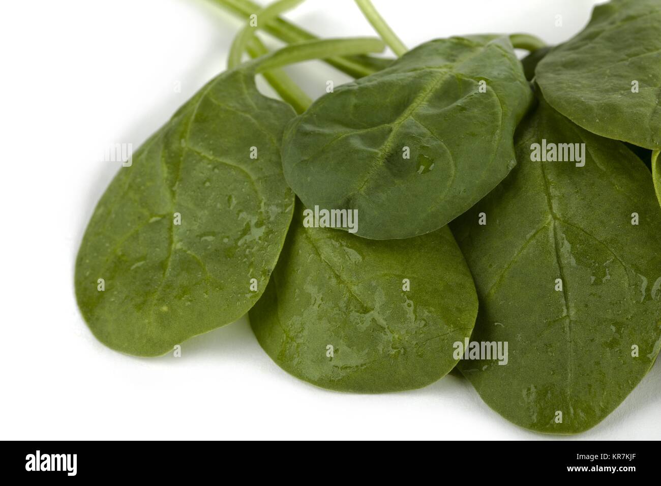 wet spinach leaves Stock Photo - Alamy