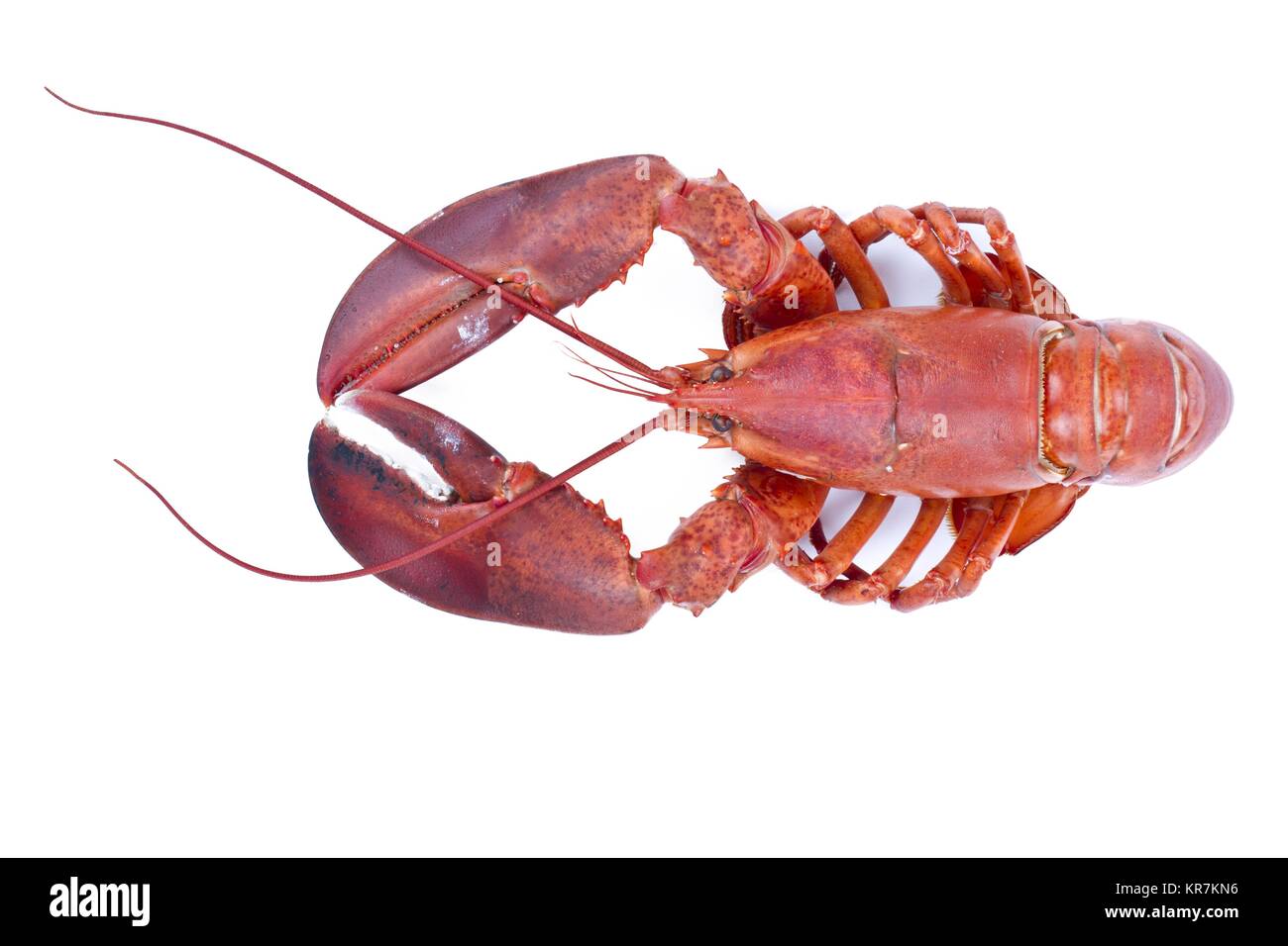 whole cooked lobster Stock Photo - Alamy