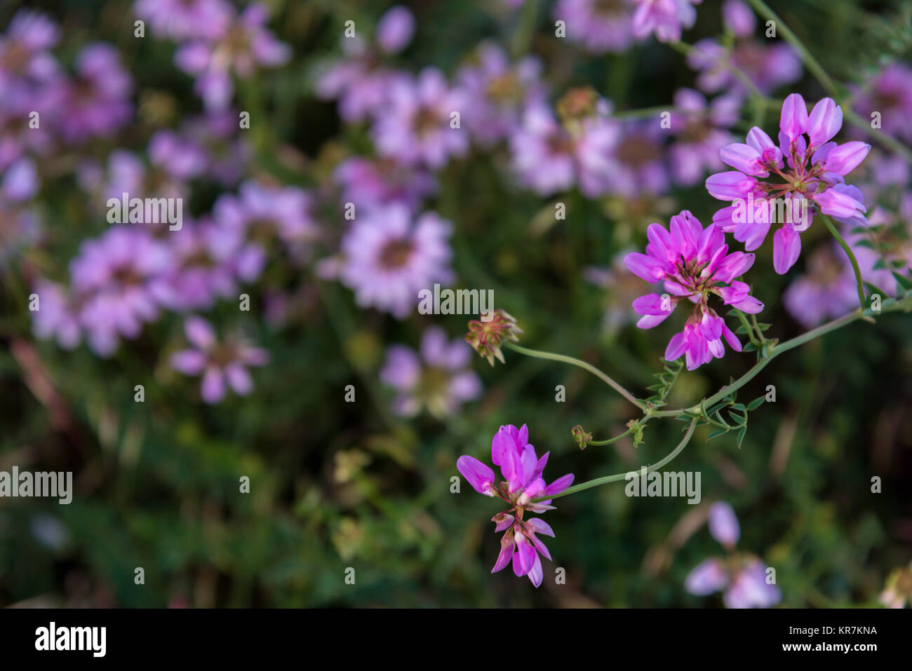 Pink wild flowers hi-res stock photography and images - Alamy