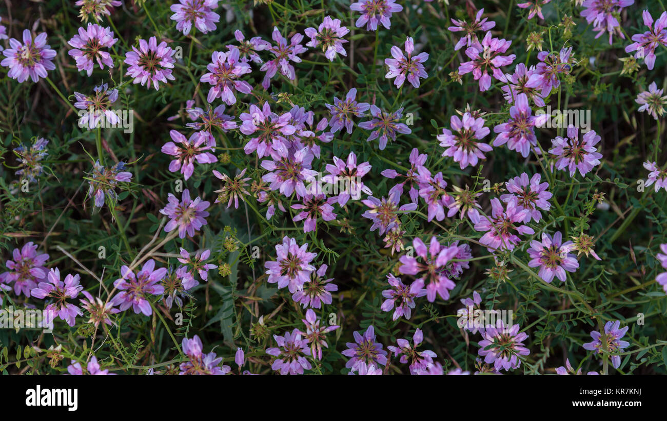 Overhead viewpoint hi-res stock photography and images - Alamy