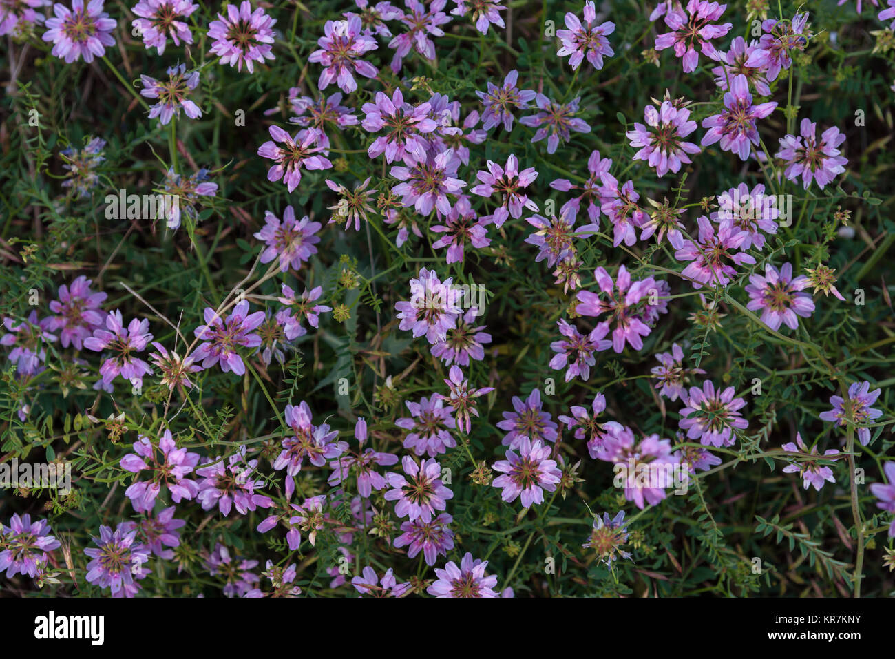 Pink flowers overhead top view closeup Stock Photo - Alamy