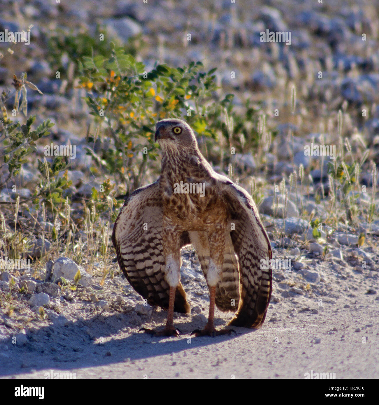 Juvenile buzzards hi-res stock photography and images - Alamy