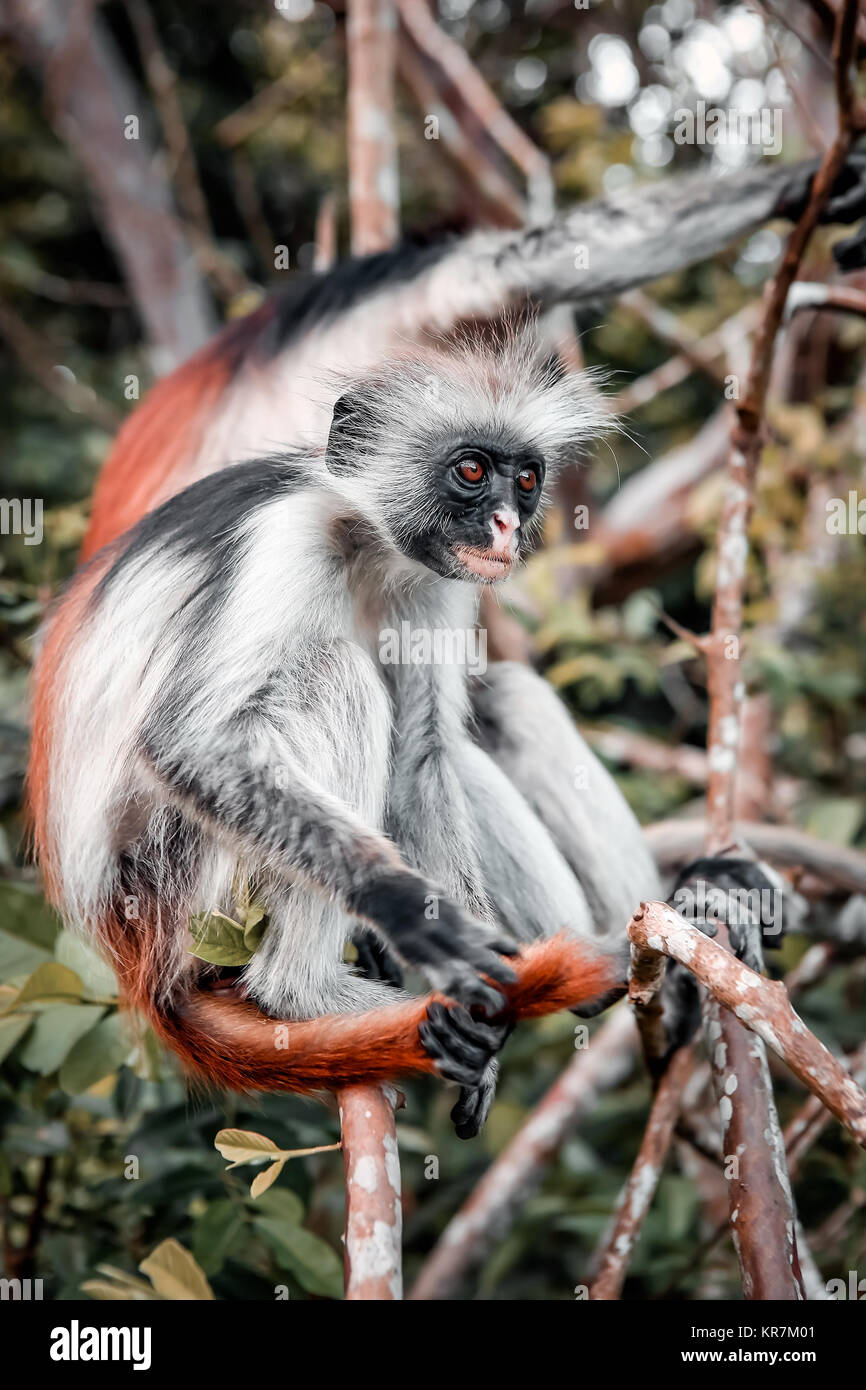 Monkeys in the natural habitat in the trees afternoon. Primates Stock ...