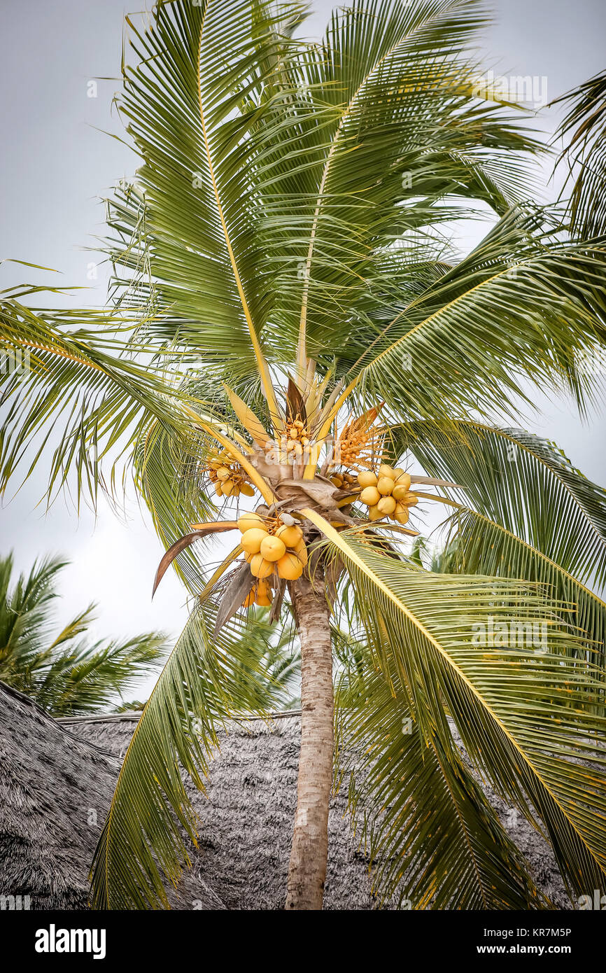palm trees in the tropics on a hot summer day. Tourism in exotic Stock ...