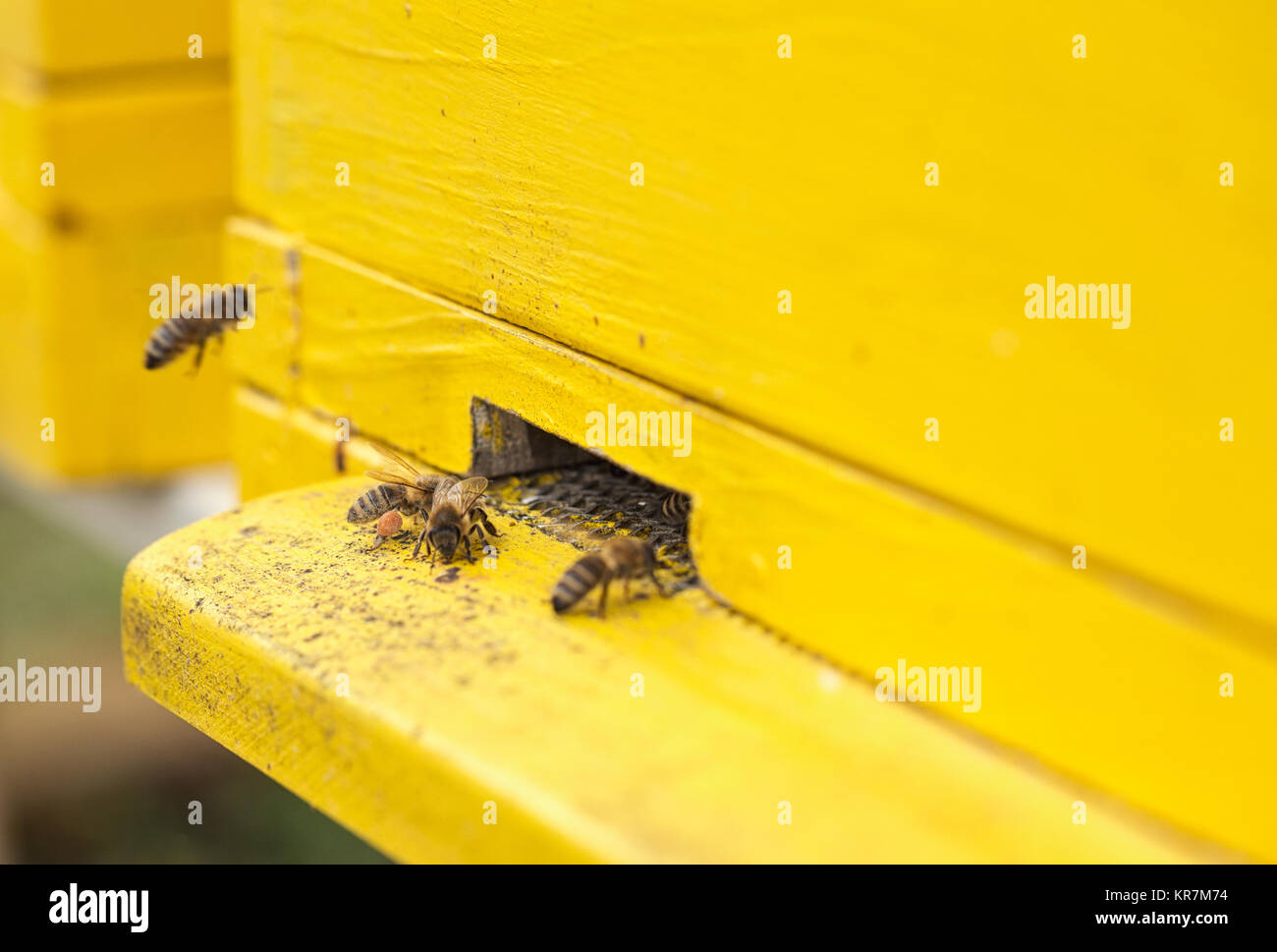 Honey bees are getting in and out of the yellow hive Stock Photo - Alamy