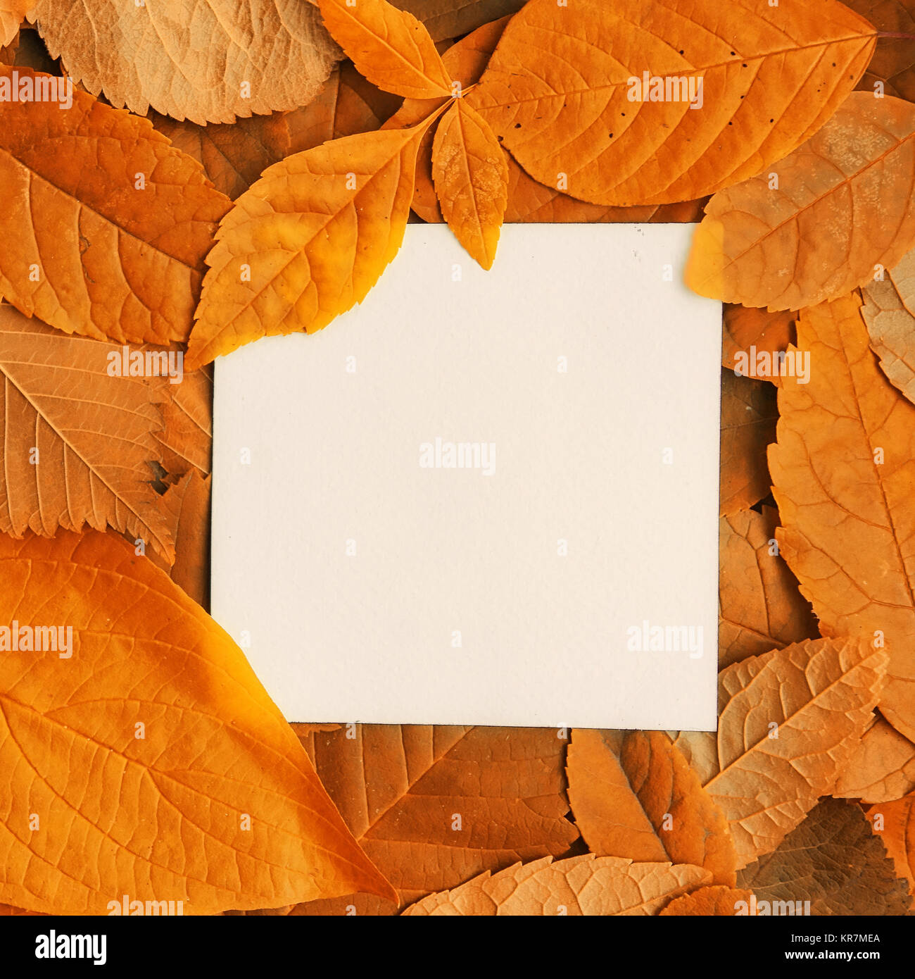 Background of yellow leaves with a paper form Stock Photo - Alamy