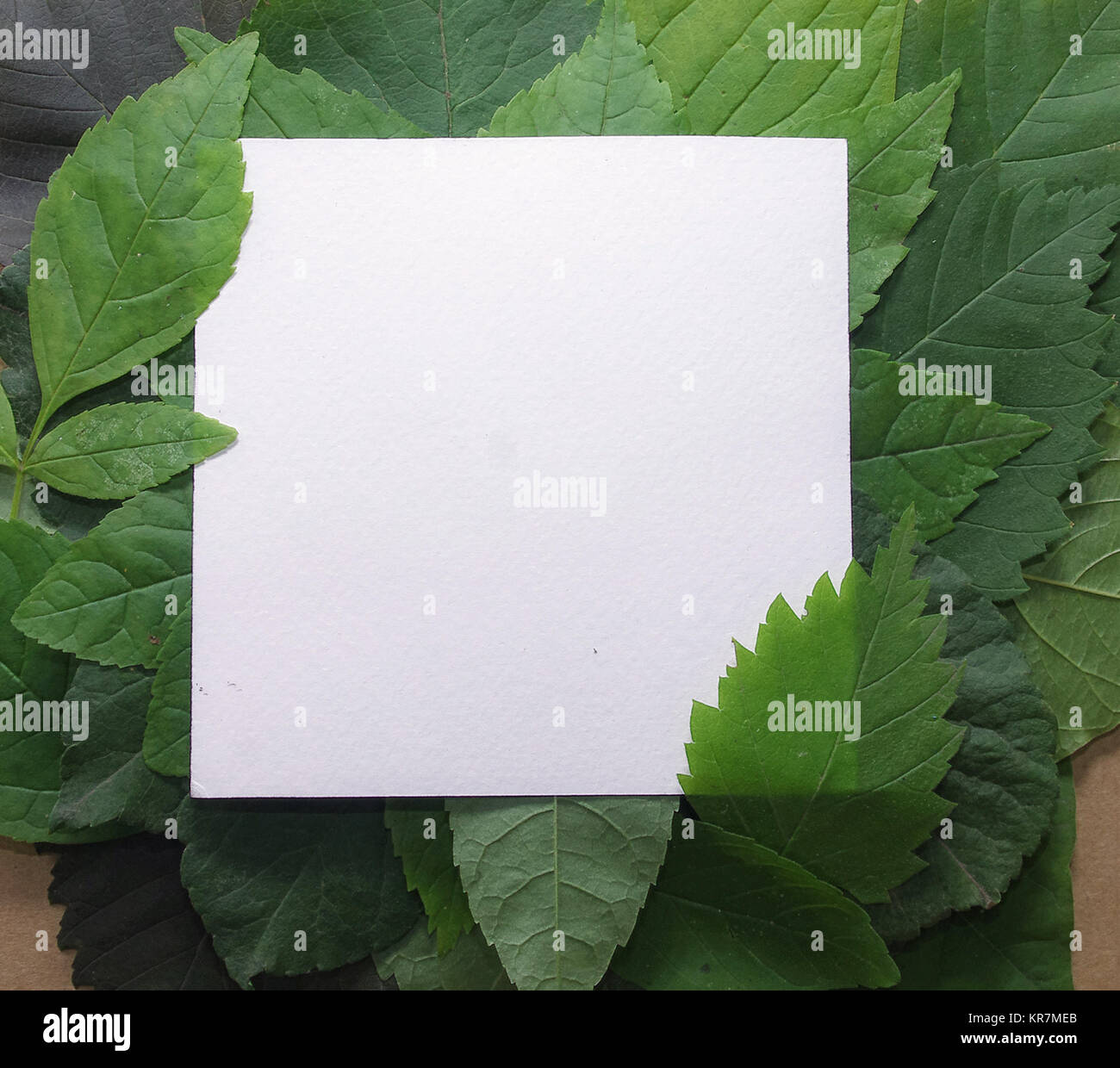 Background of green leaves with a paper Stock Photo - Alamy