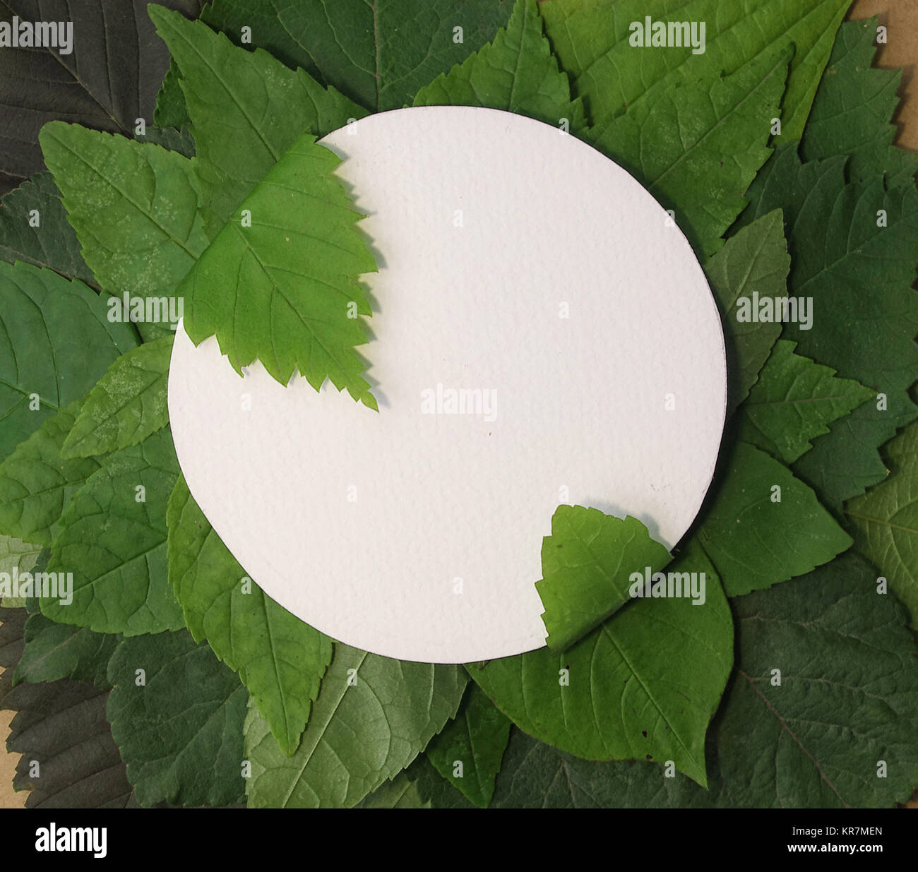 Background of green leaves with a paper Stock Photo - Alamy