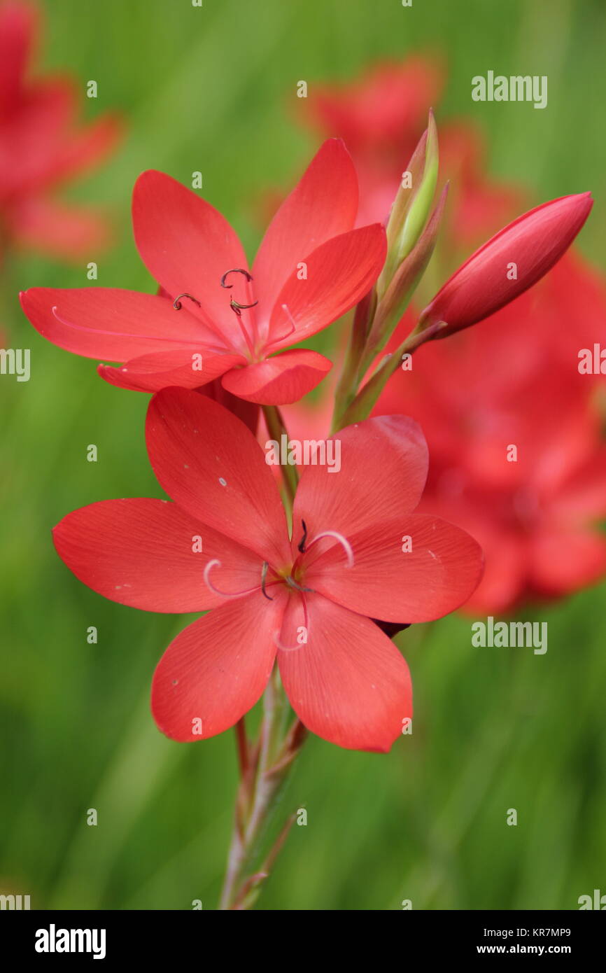 Hesperantha coccinea major crimson flag hi-res stock photography and ...