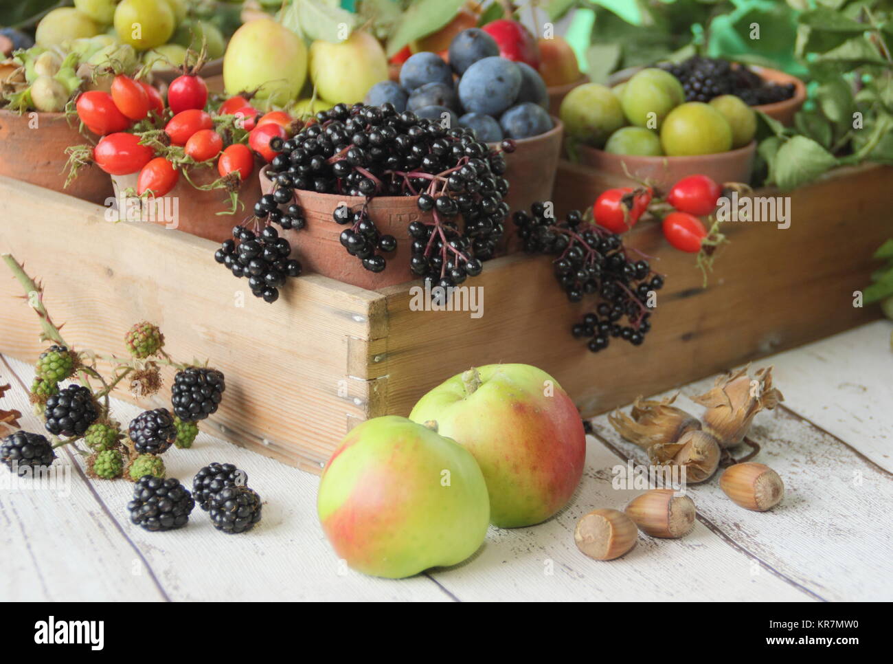 Hedgerow autumn blackberries hi-res stock photography and images - Alamy