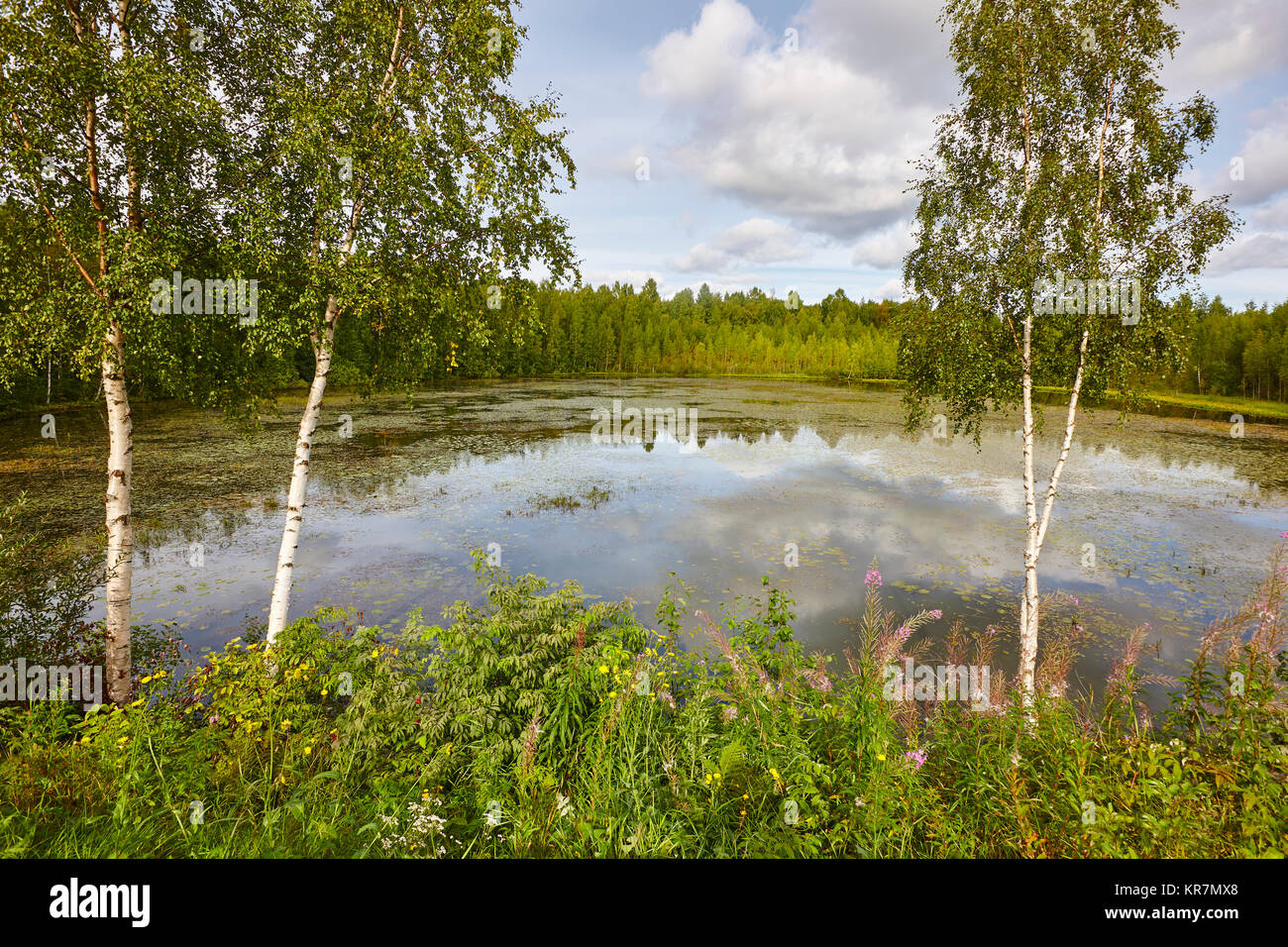 Finland landscape with forest and lake. Finnish environment. Horizontal ...