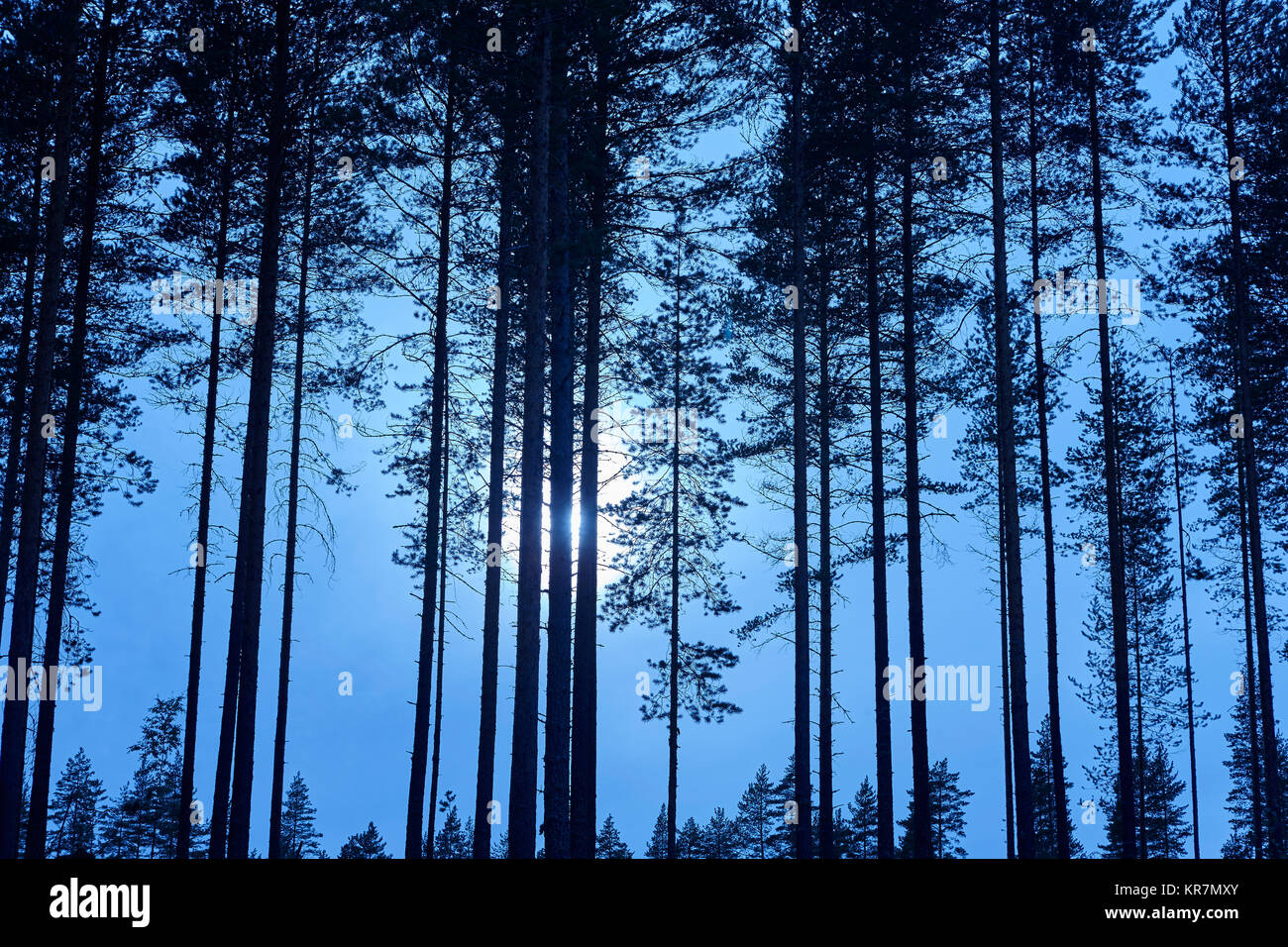 Finnish landscape with forest and moon by night. Finland environment ...