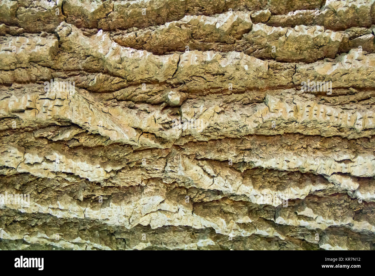 Photo of light brown texture stem tree Stock Photo - Alamy