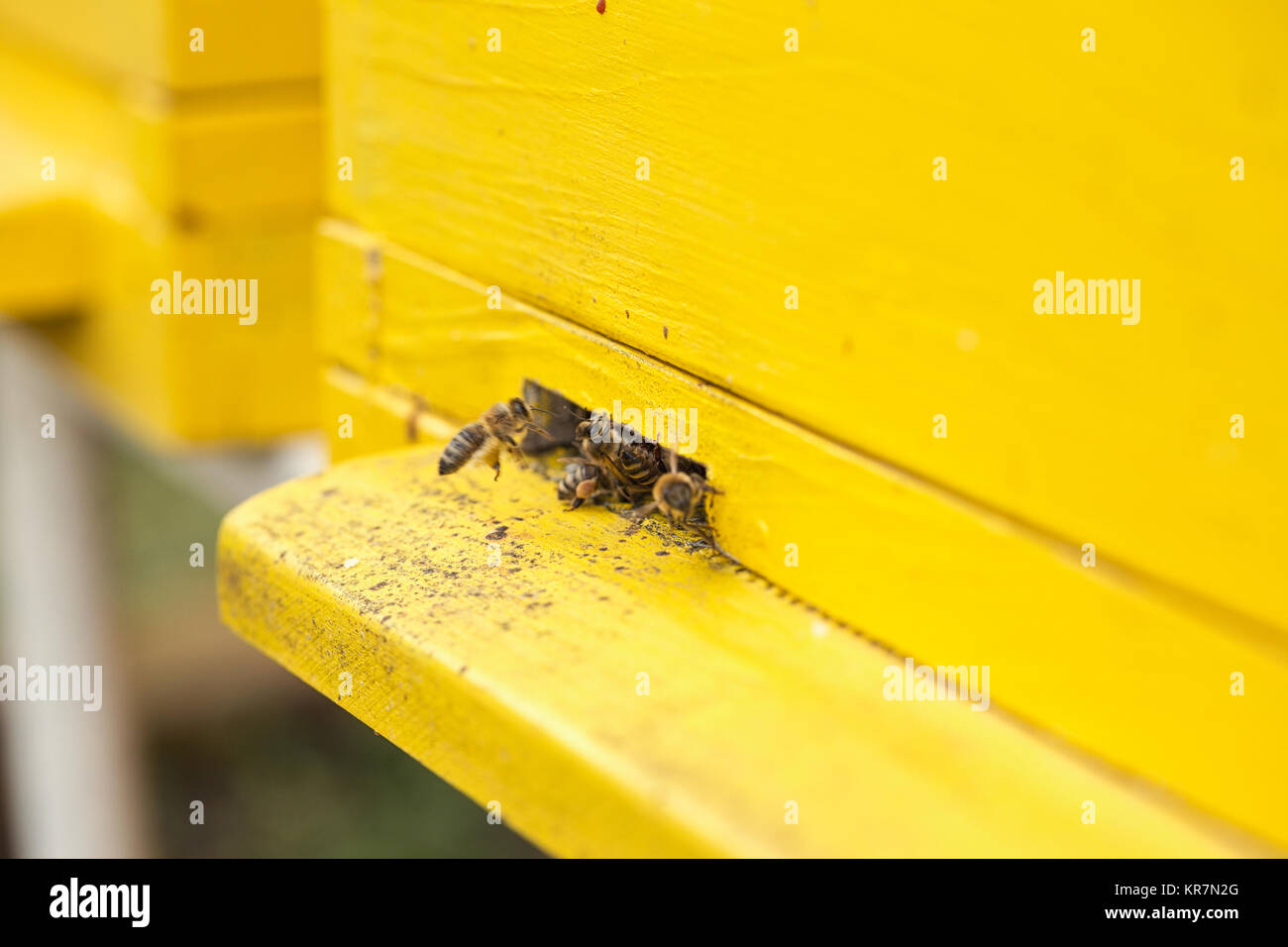 close up bees and entrance to the yellow beehive Stock Photo - Alamy