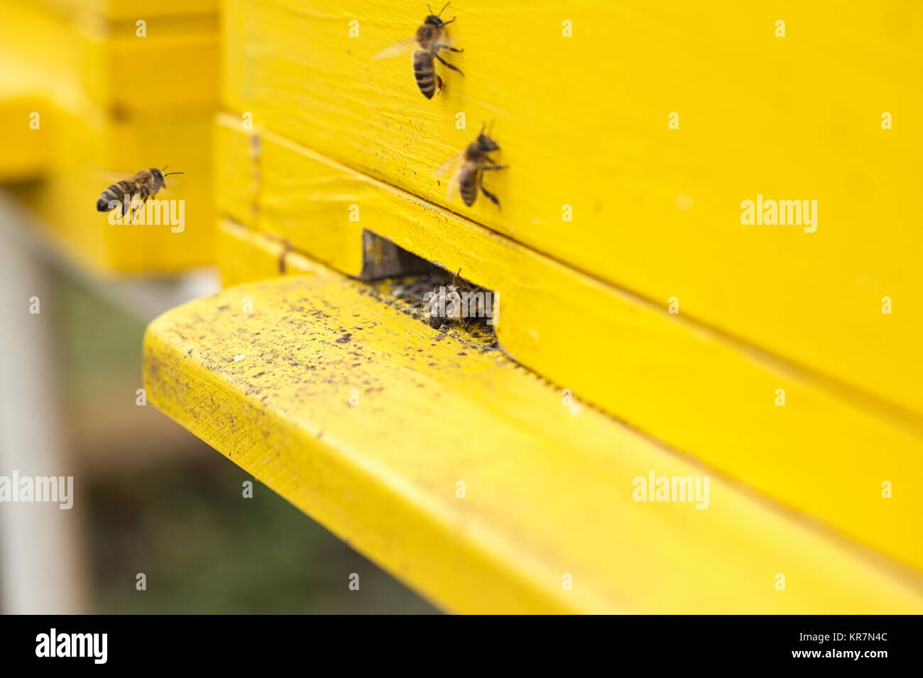 close up bees moving into a yellow beehive Stock Photo - Alamy
