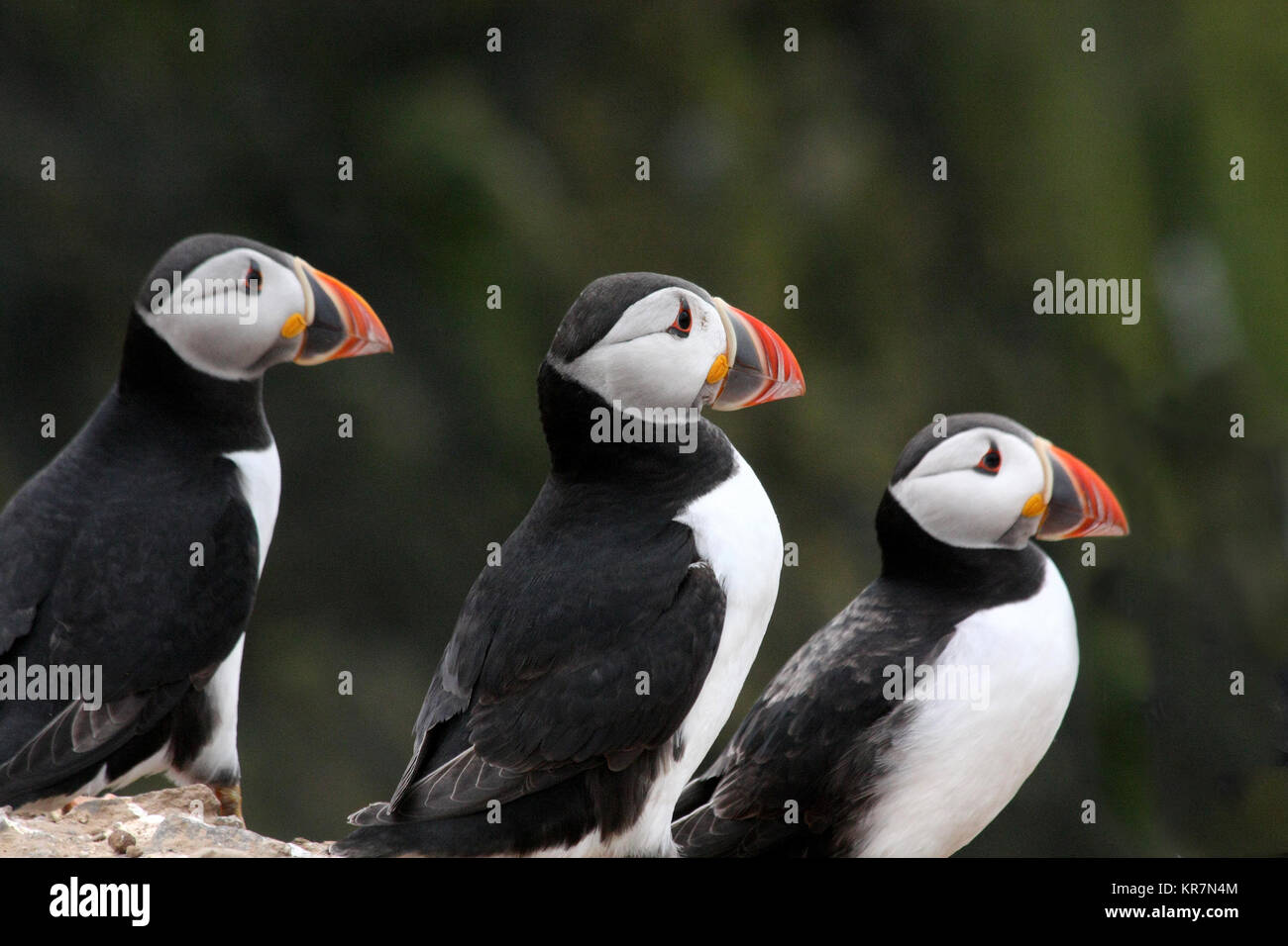 puffin, Skomer, island, sea, seabird, auk, Alcidae, Fratercula arctica ...