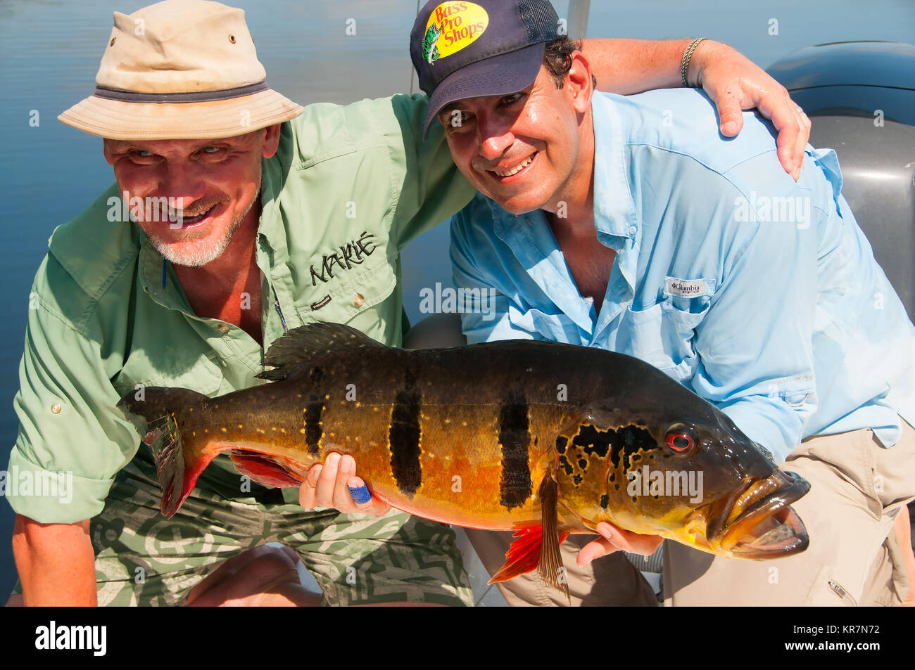 A proud angler lands a giant peacock bass in the Amazon rainforest as ...