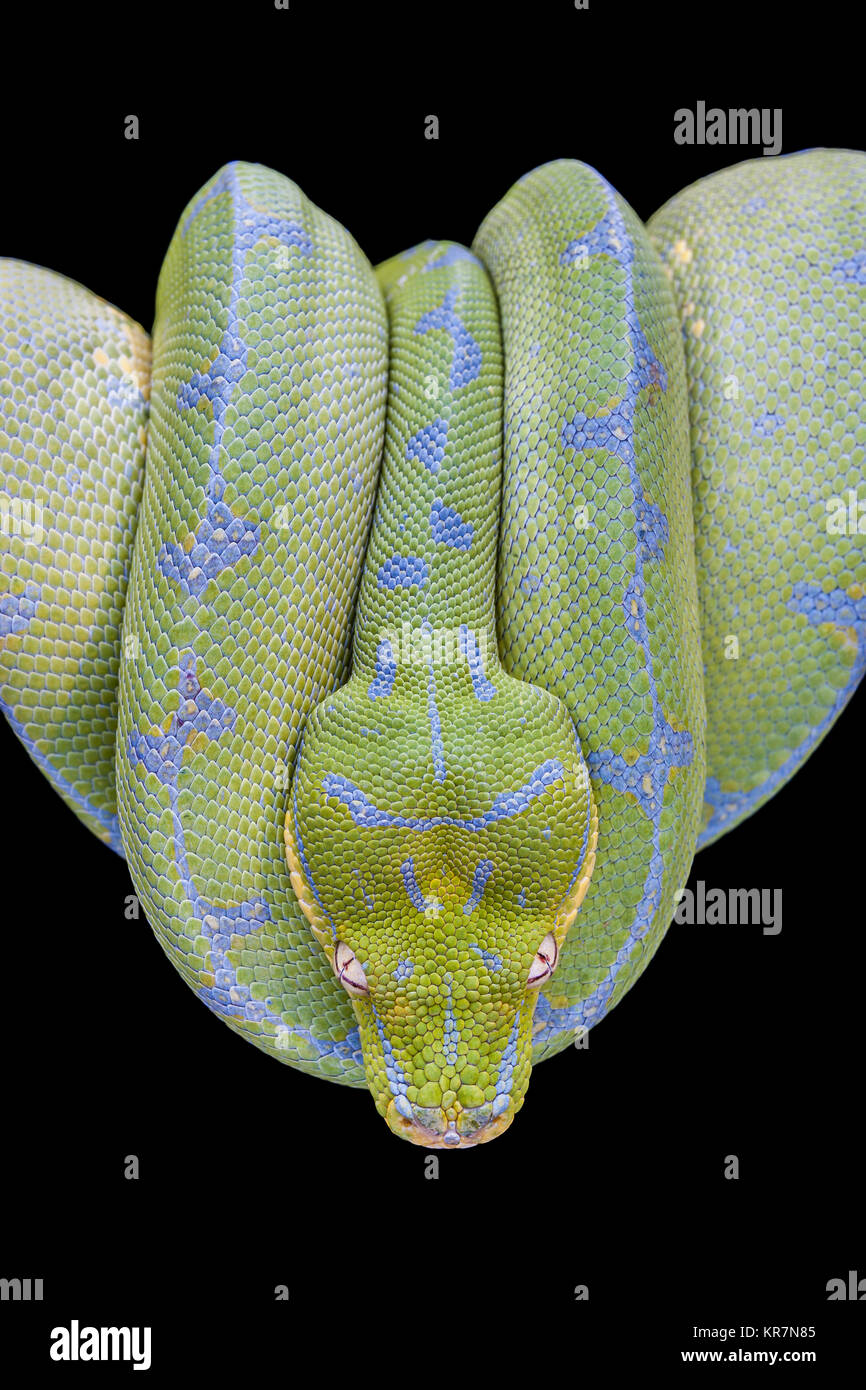 Green Tree Python (Morelia viridis) Hanging on branch waiting for prey ...