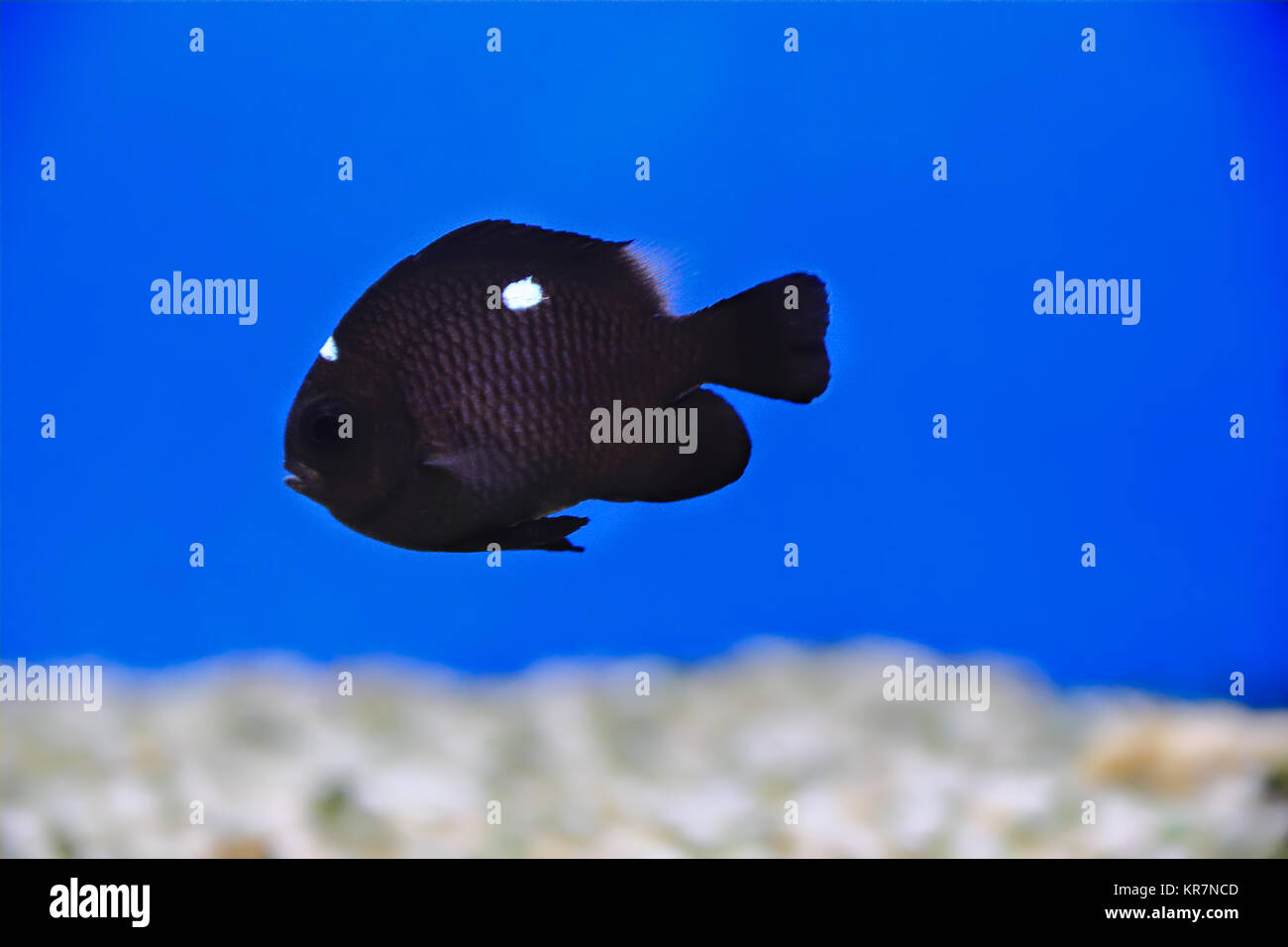 Image of aquarium fish in blue water Stock Photo - Alamy