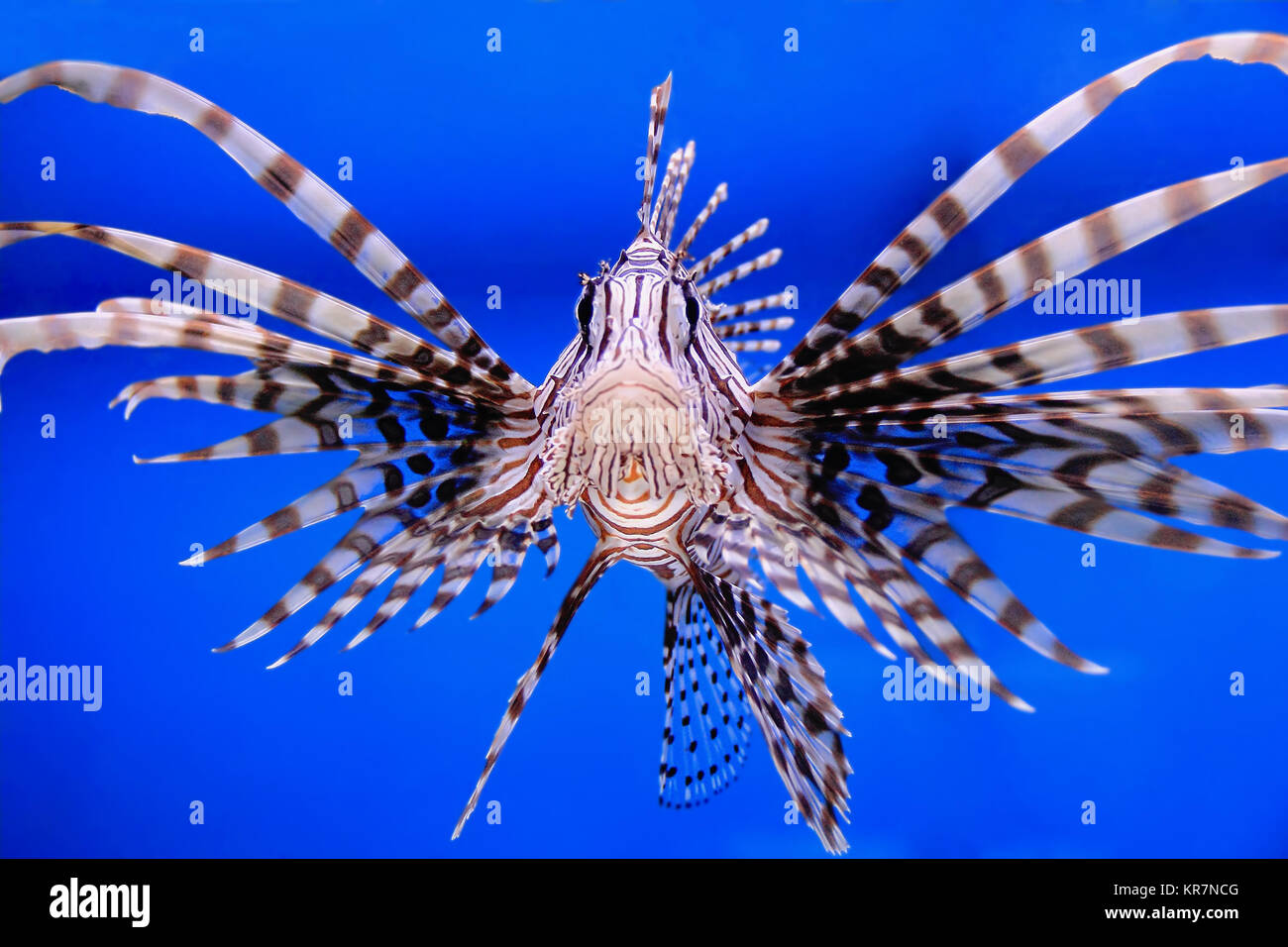 Image of aquarium fish in blue water Stock Photo - Alamy