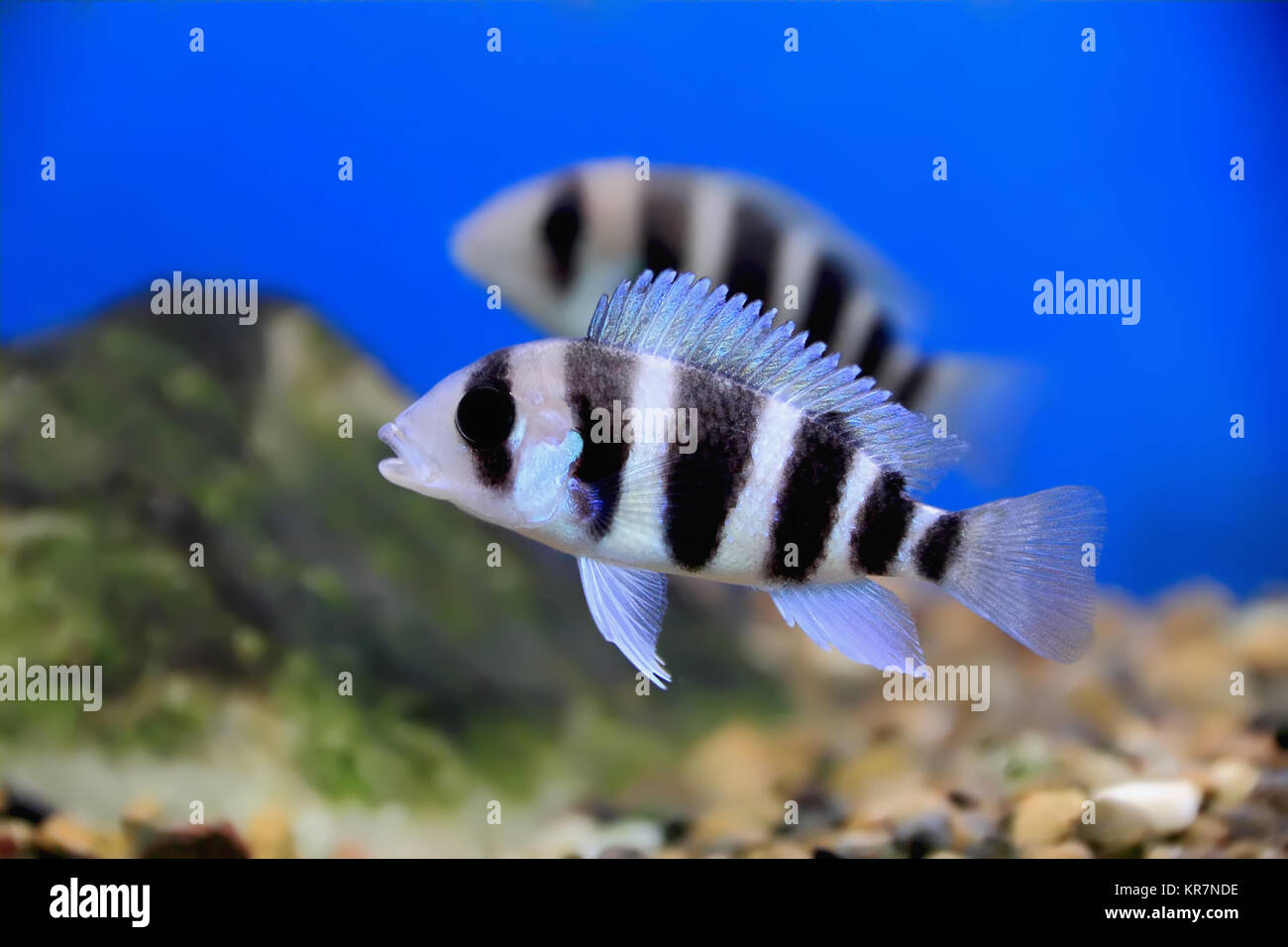 Image of aquarium fish in blue water Stock Photo - Alamy