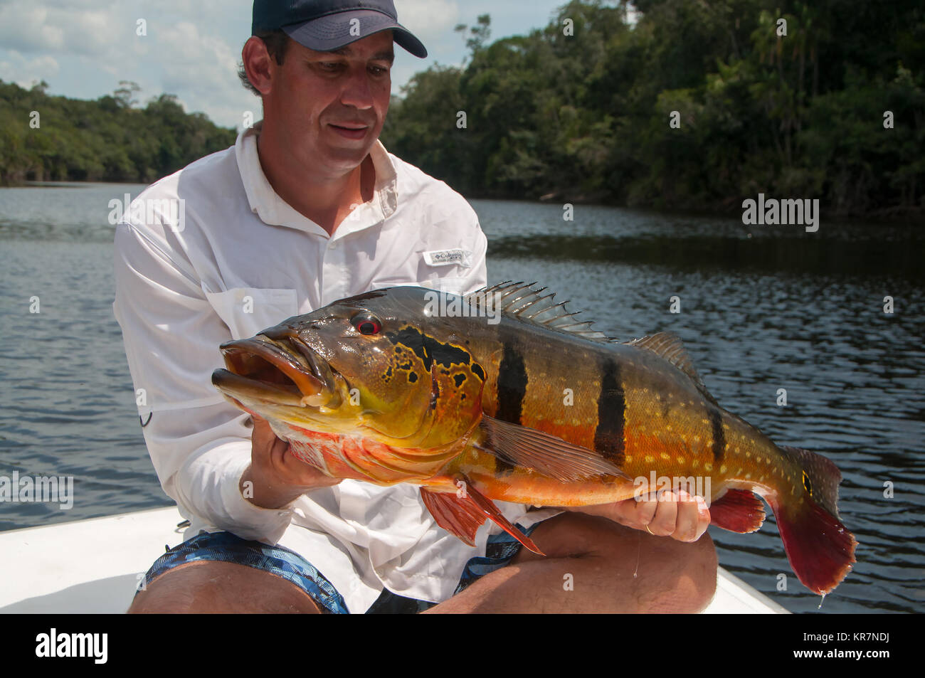 A proud angler lands a giant peacock bass in the Amazon rainforest ...