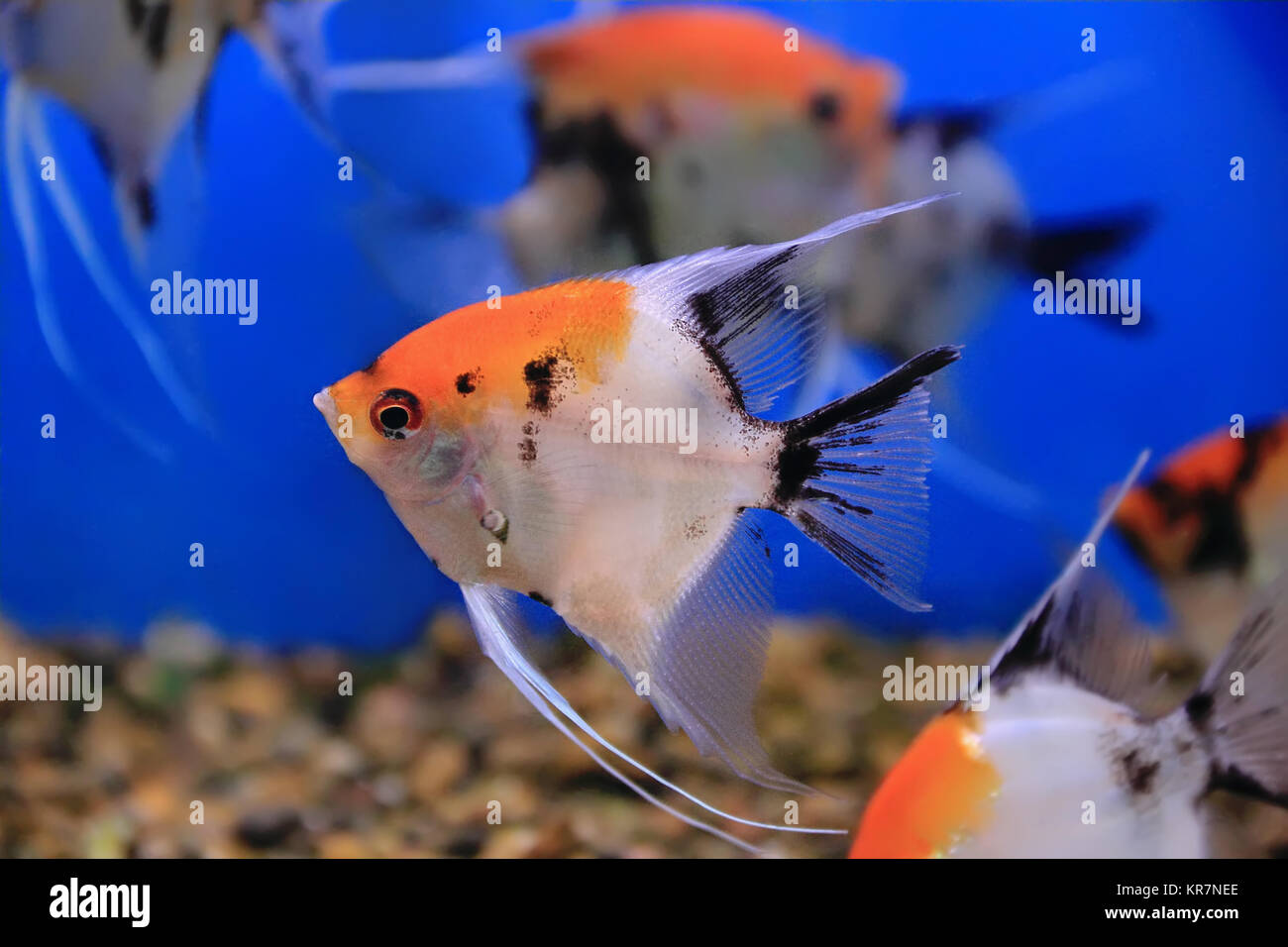 Image of aquarium fish in blue water Stock Photo - Alamy