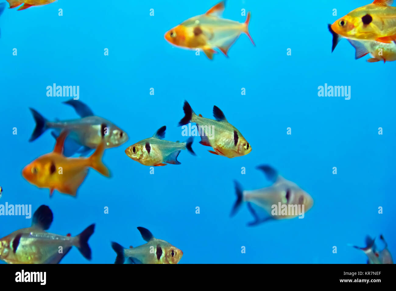Photo of aquarium fish in blue water Stock Photo - Alamy