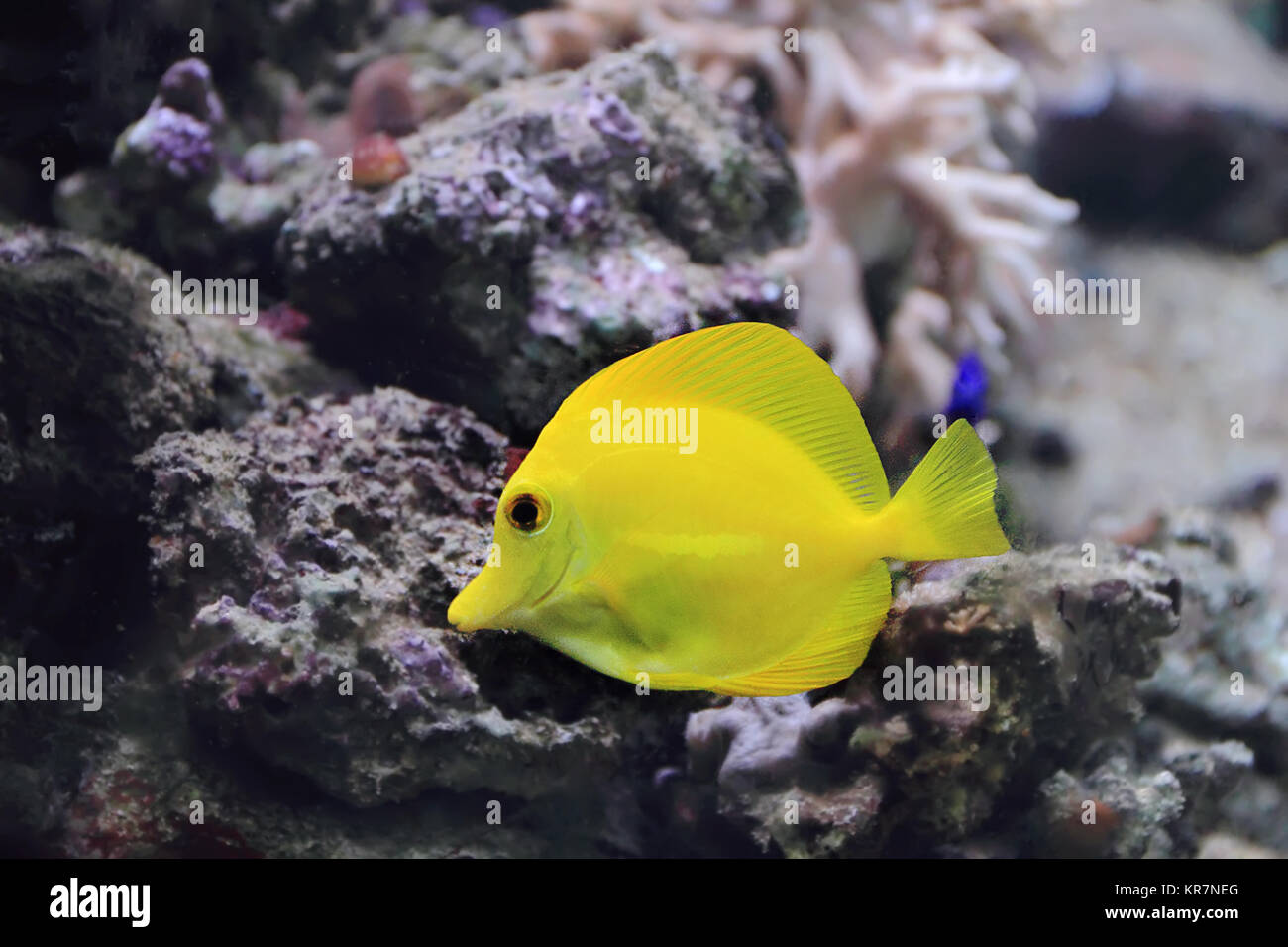 Image of zebrasoma yellow tang fish in aquarium Stock Photo - Alamy