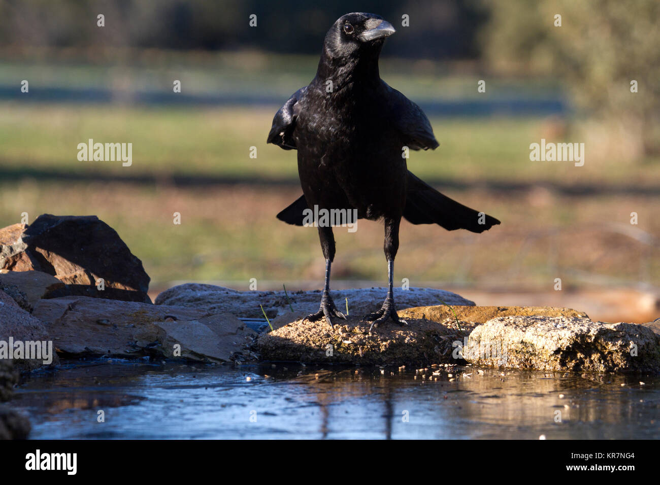 Crow corvus corax hi-res stock photography and images - Alamy