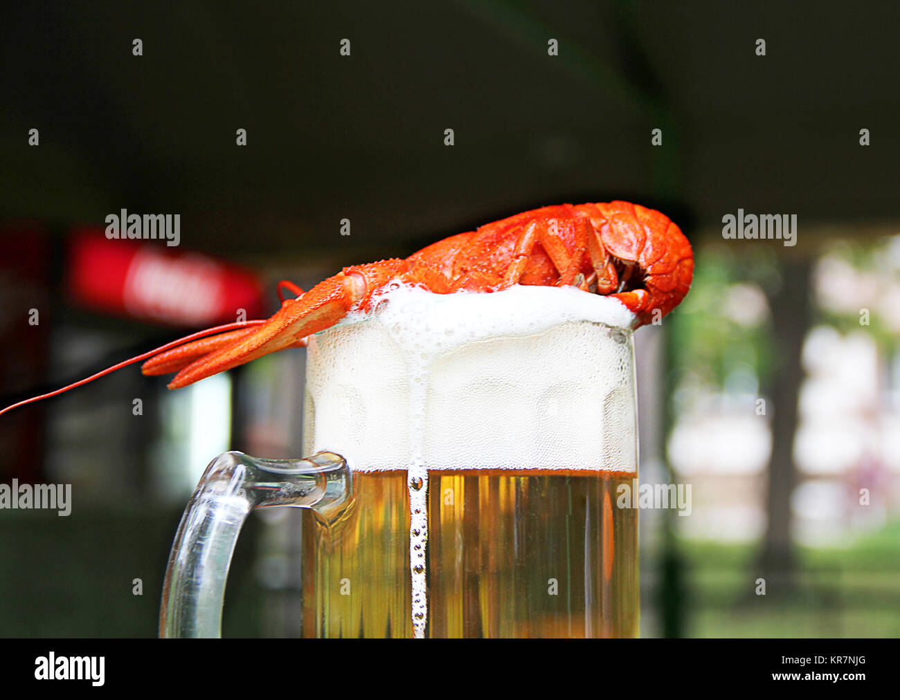 Red crawfish with beer on green grass Stock Photo - Alamy