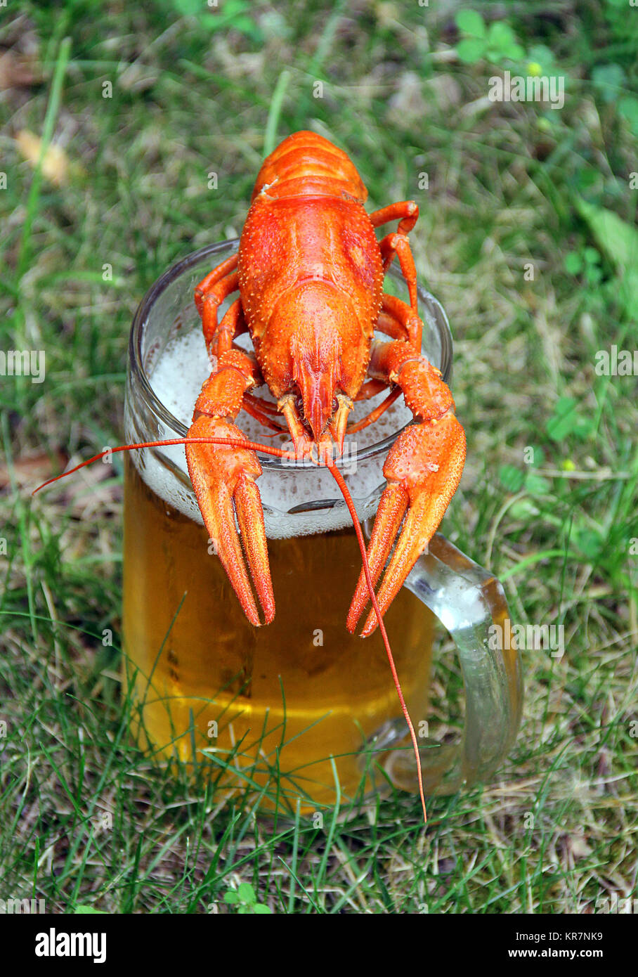 Red crawfish with beer on green grass Stock Photo - Alamy