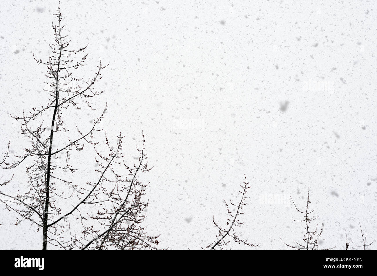 snow falling against trees and sky background Stock Photo - Alamy