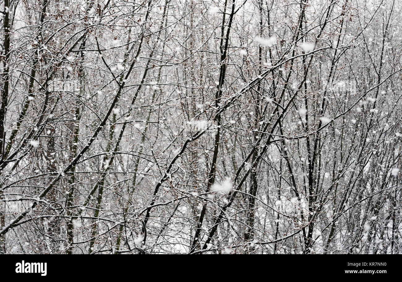snow falling against trees background Stock Photo - Alamy