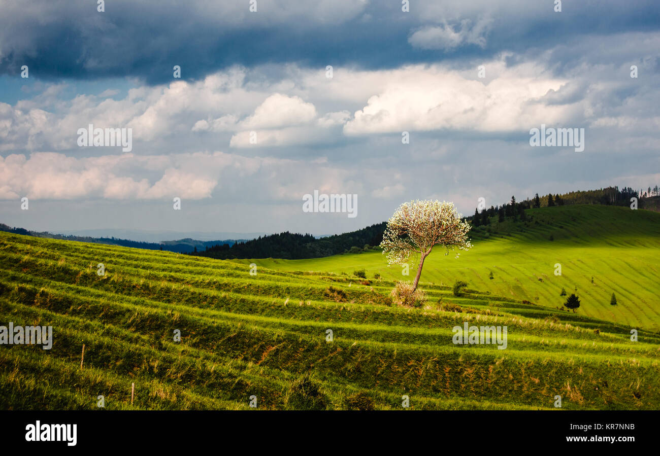 Beautiful fresh green terraced fields with tree and clouds shadow ...