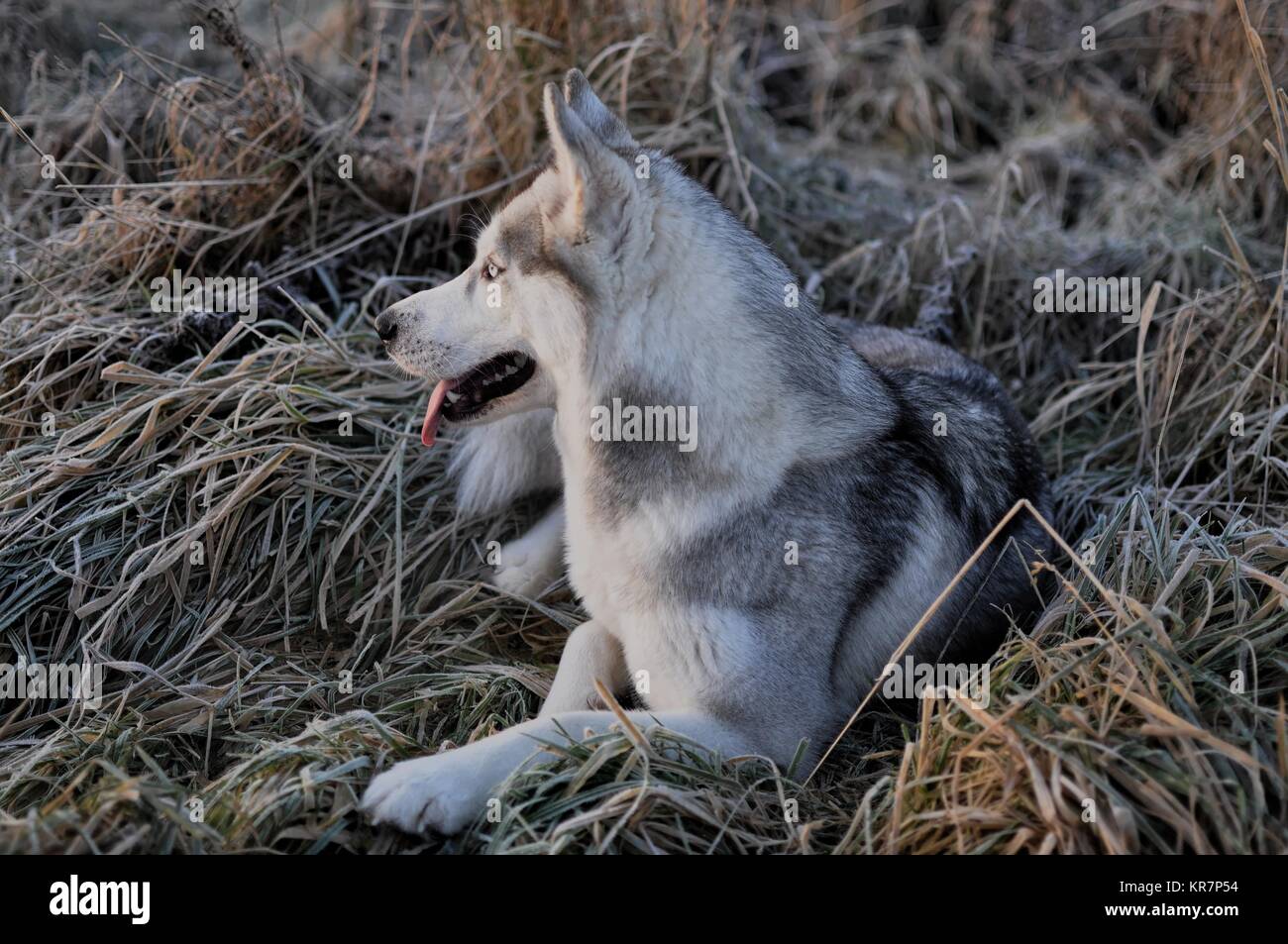 Siberian husky dog wolf in frozen grass, Scotland Stock Photo - Alamy
