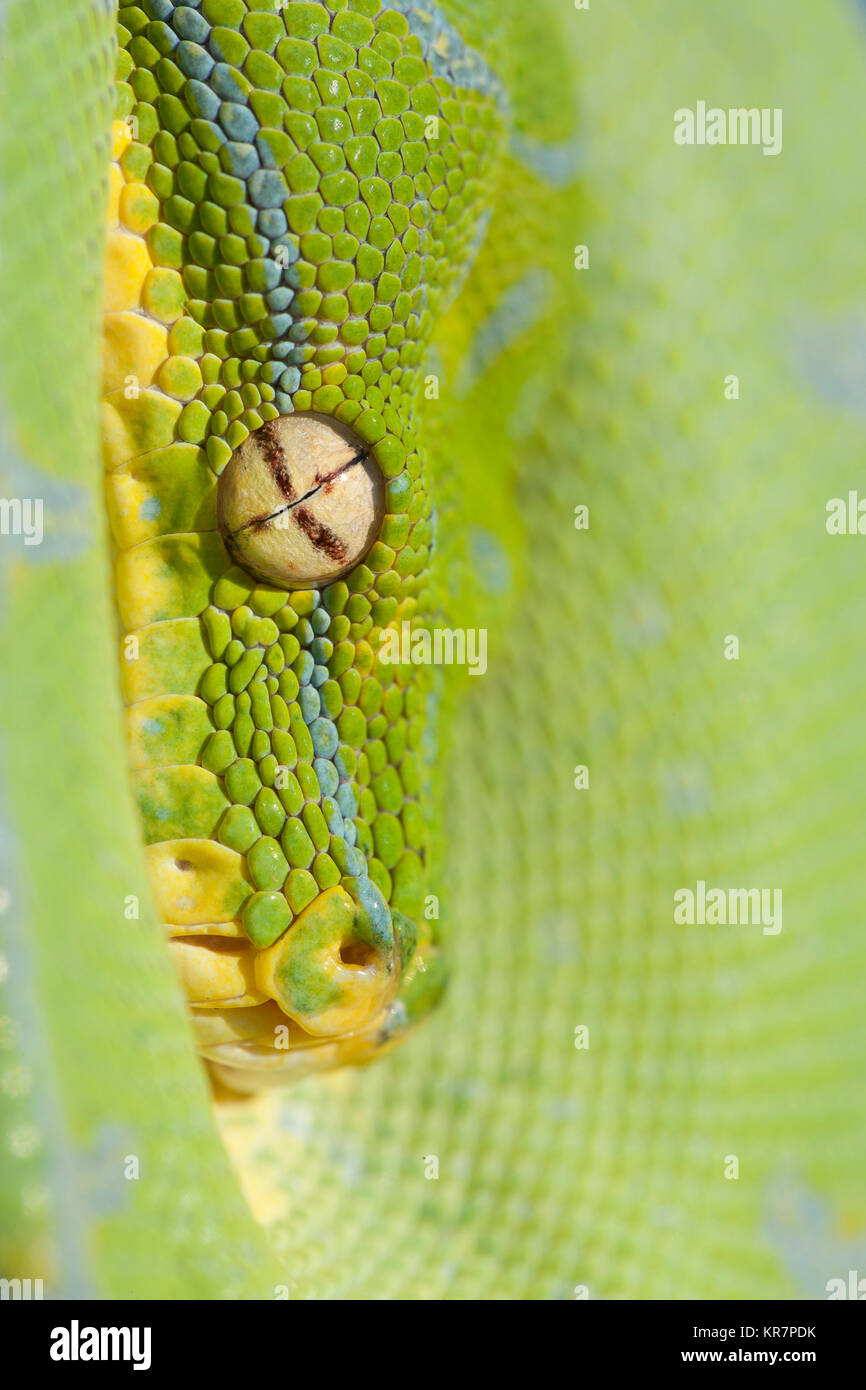 Australian tree snake blue hi-res stock photography and images - Alamy