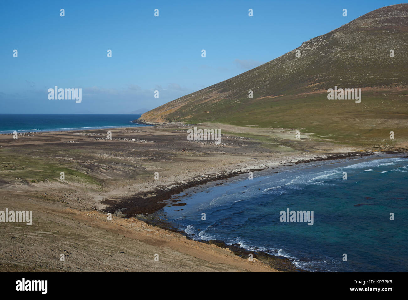 The Neck on Saunders Island in the Falkland Islands; home to multiple ...