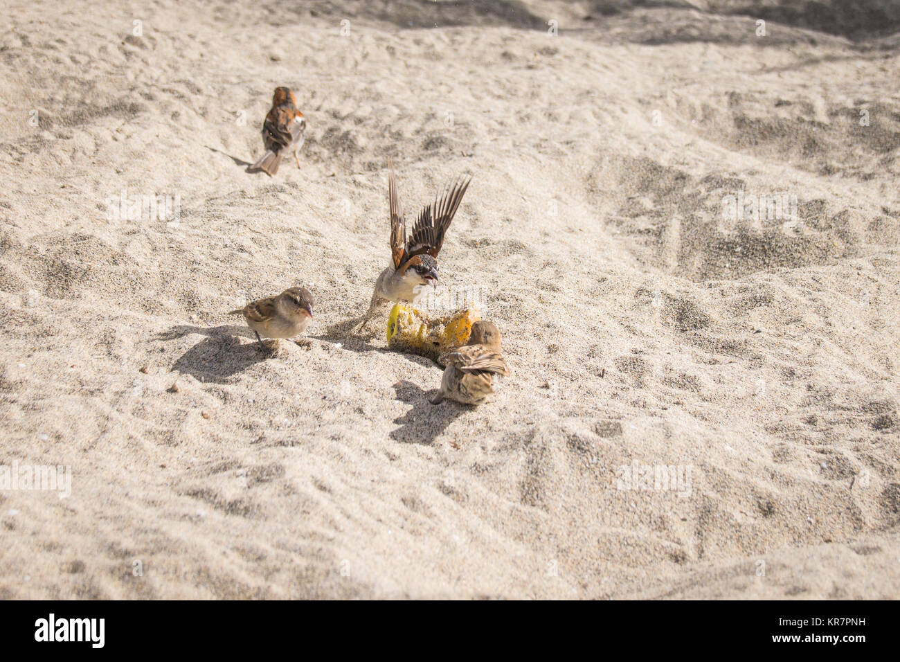 Aggression in Iago sparrows fighting over discarded apple core on sand ...