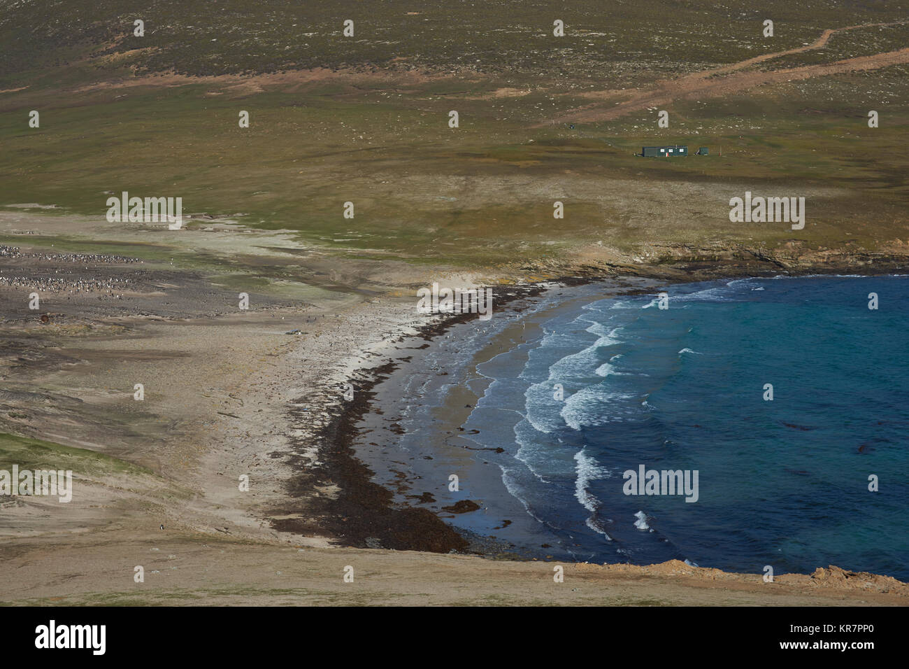 The Neck on Saunders Island in the Falkland Islands; home to multiple ...