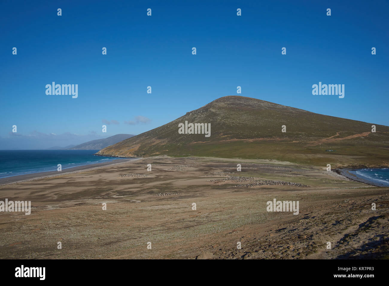 The Neck on Saunders Island in the Falkland Islands; home to multiple ...