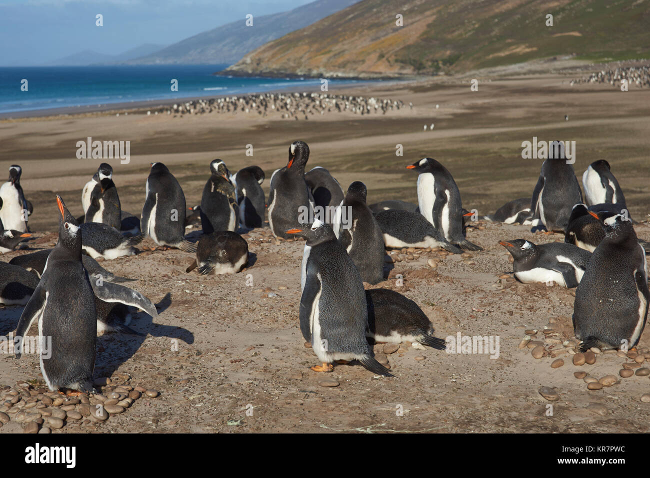 The Neck on Saunders Island in the Falkland Islands; home to multiple ...