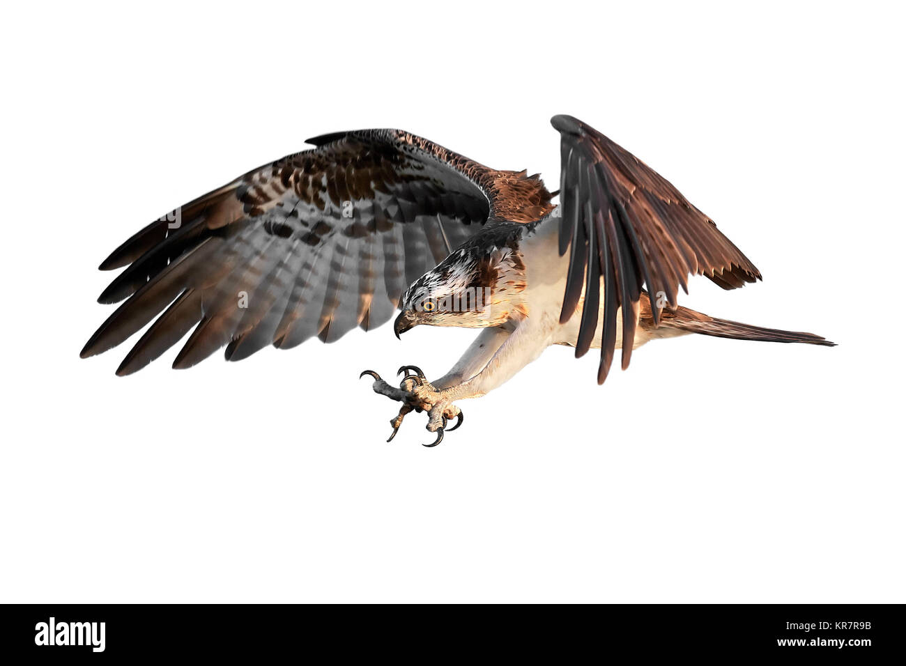 Osprey in flight isolated on a white background Stock Photo - Alamy